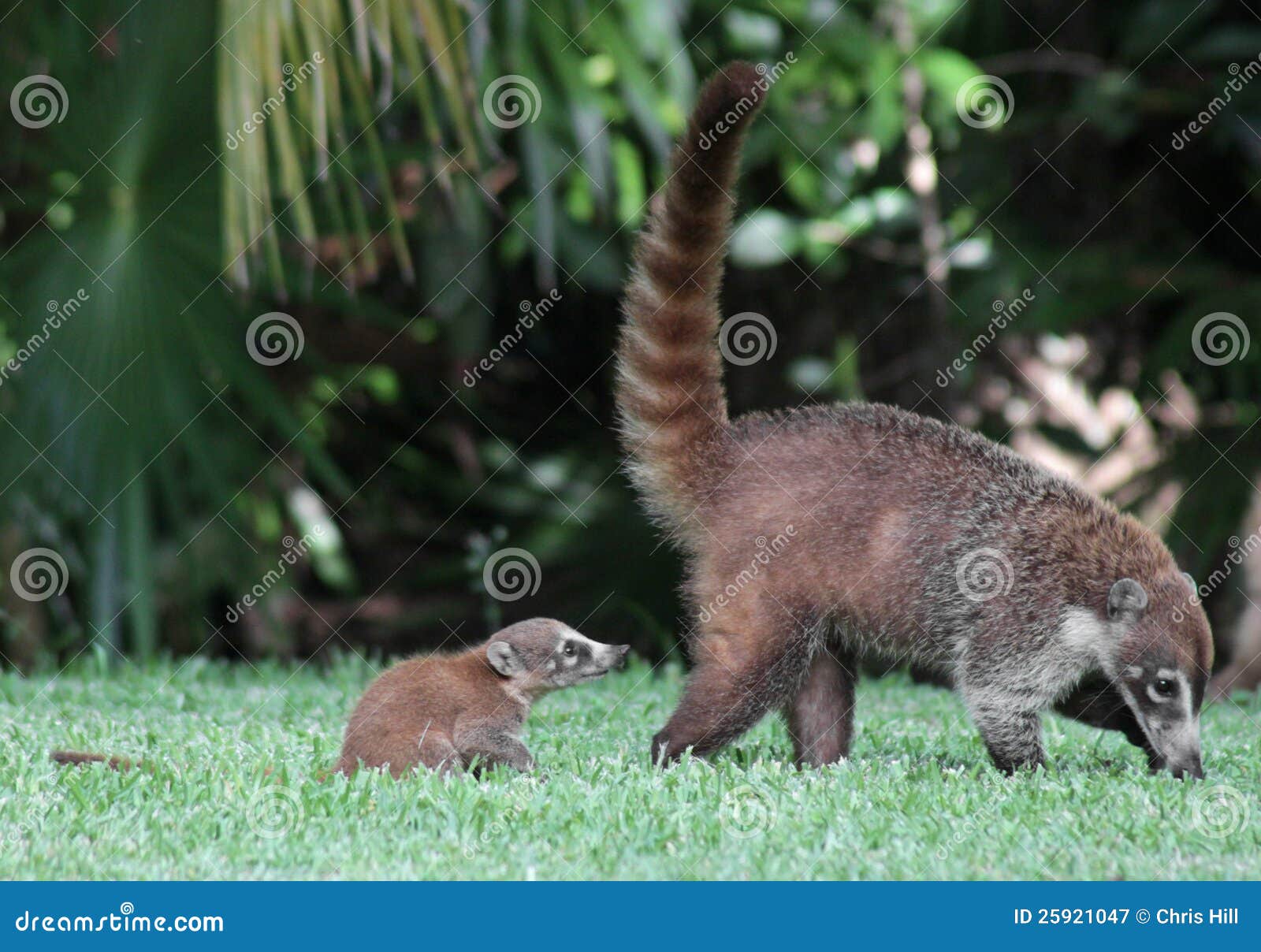 Baby Coati Following Mom stock image. Image of nasua - 25921047