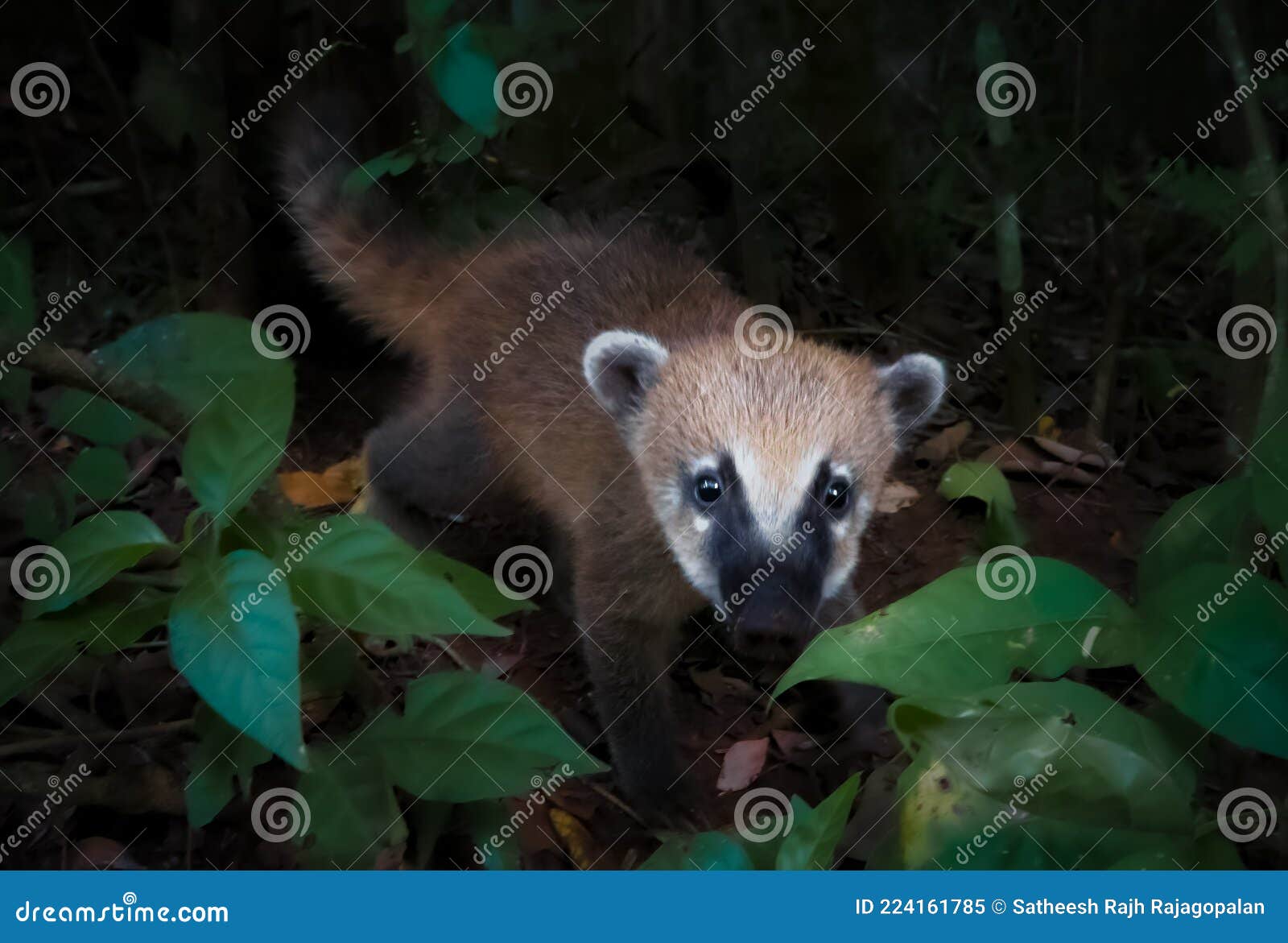 Baby Coati stock image. Image of nature, young, environment - 224161785