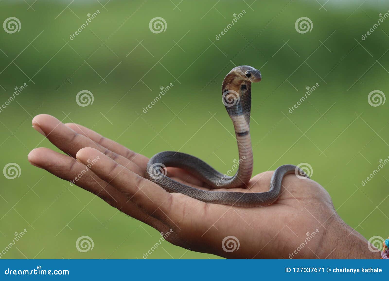 Baby cobra stock image. Image of snake, cobra, details - 127037671