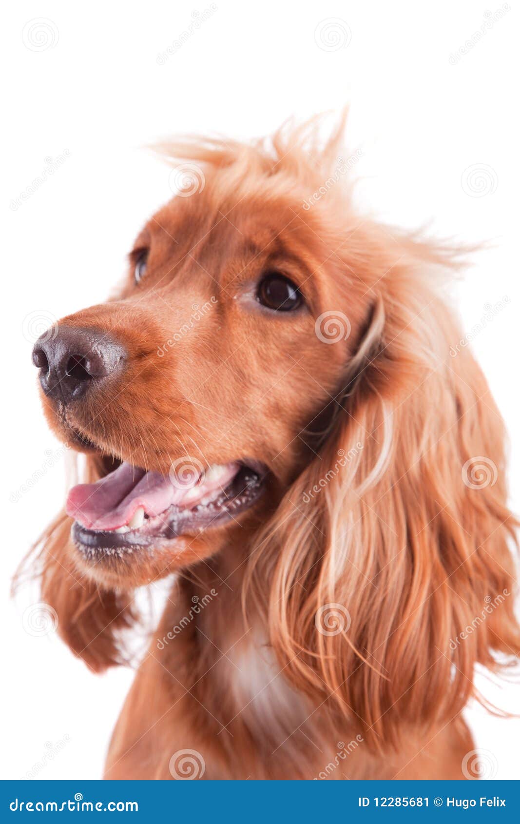 Baby Cocker Spaniel stock image. Image of close, look - 12285681