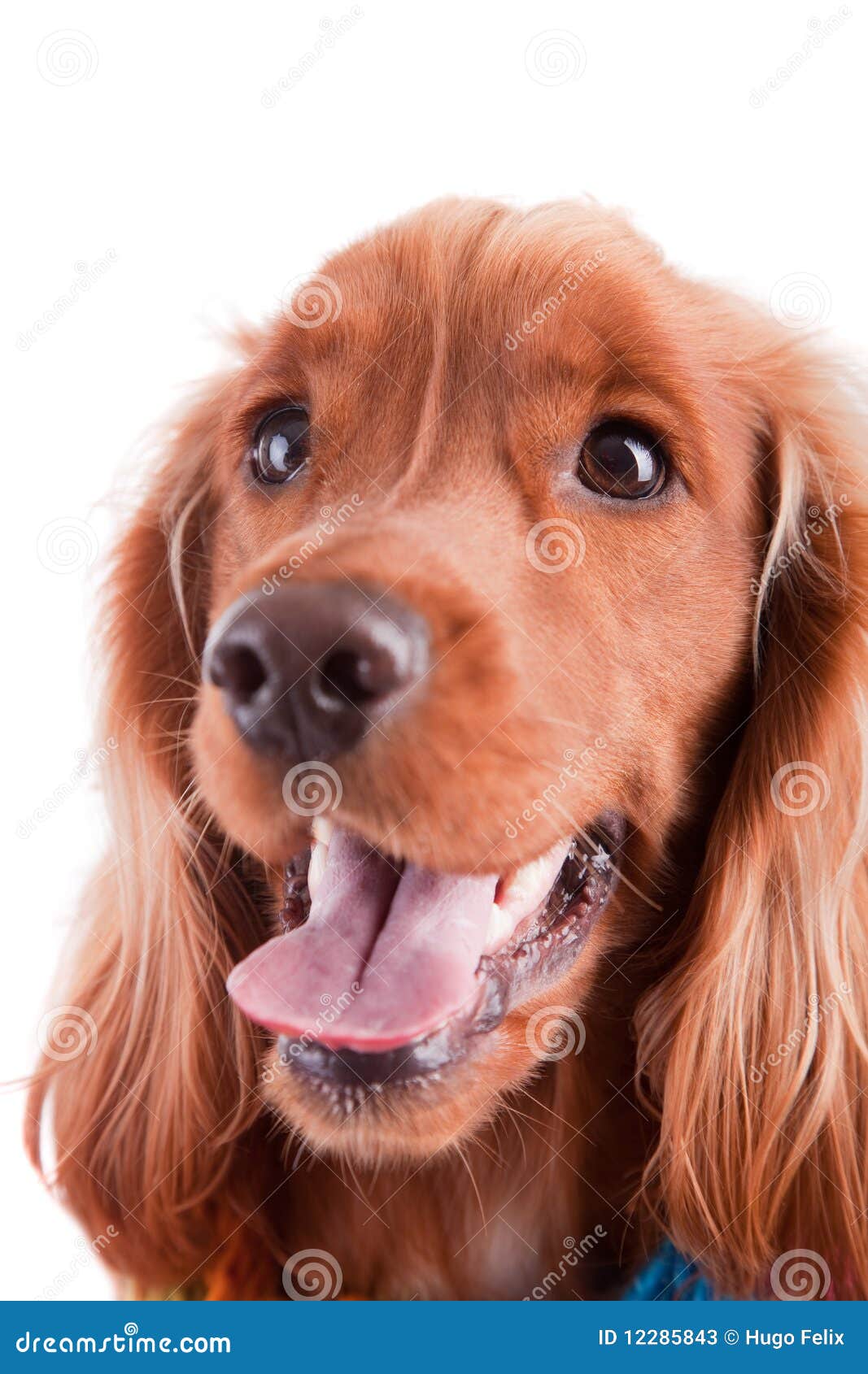 Baby Cocker Spaniel stock image. Image of mammal, breed - 12285843