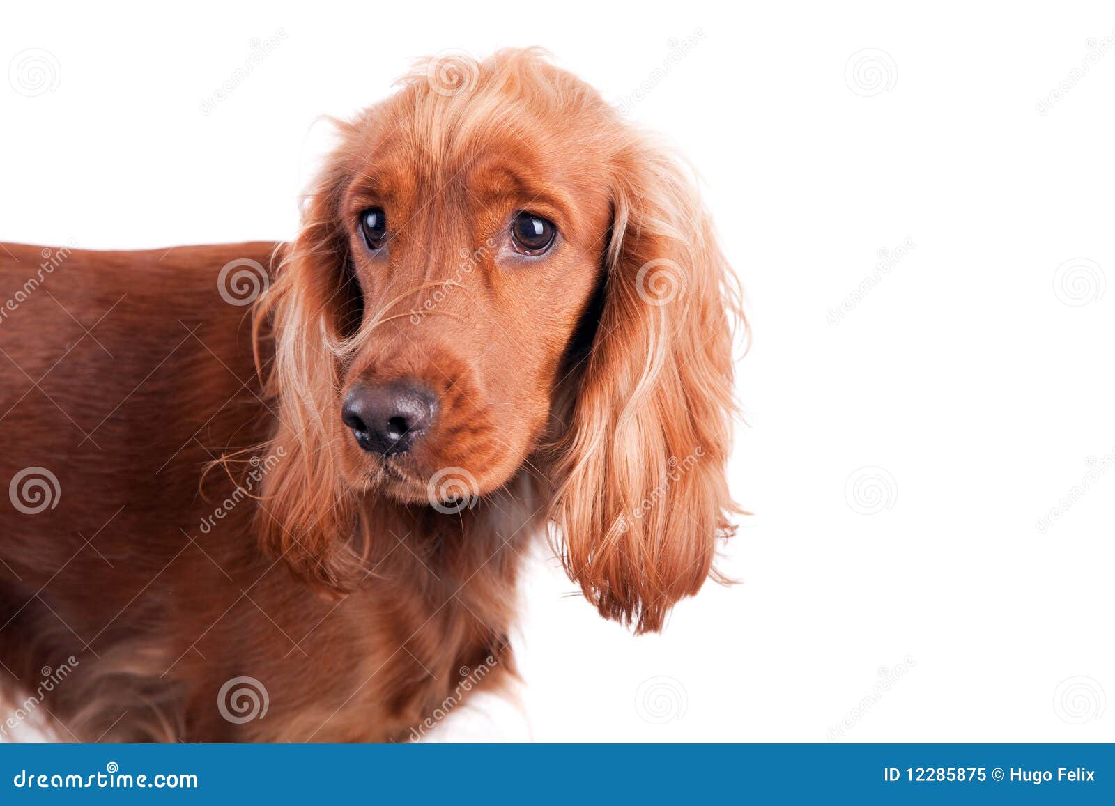 Baby Cocker Spaniel stock image. Image of friendly, happy - 12285875
