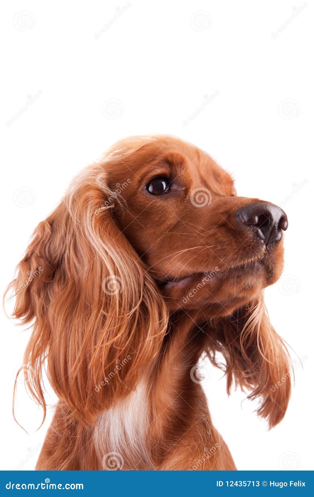 Baby Cocker Spaniel stock image. Image of modern, breed - 12435713