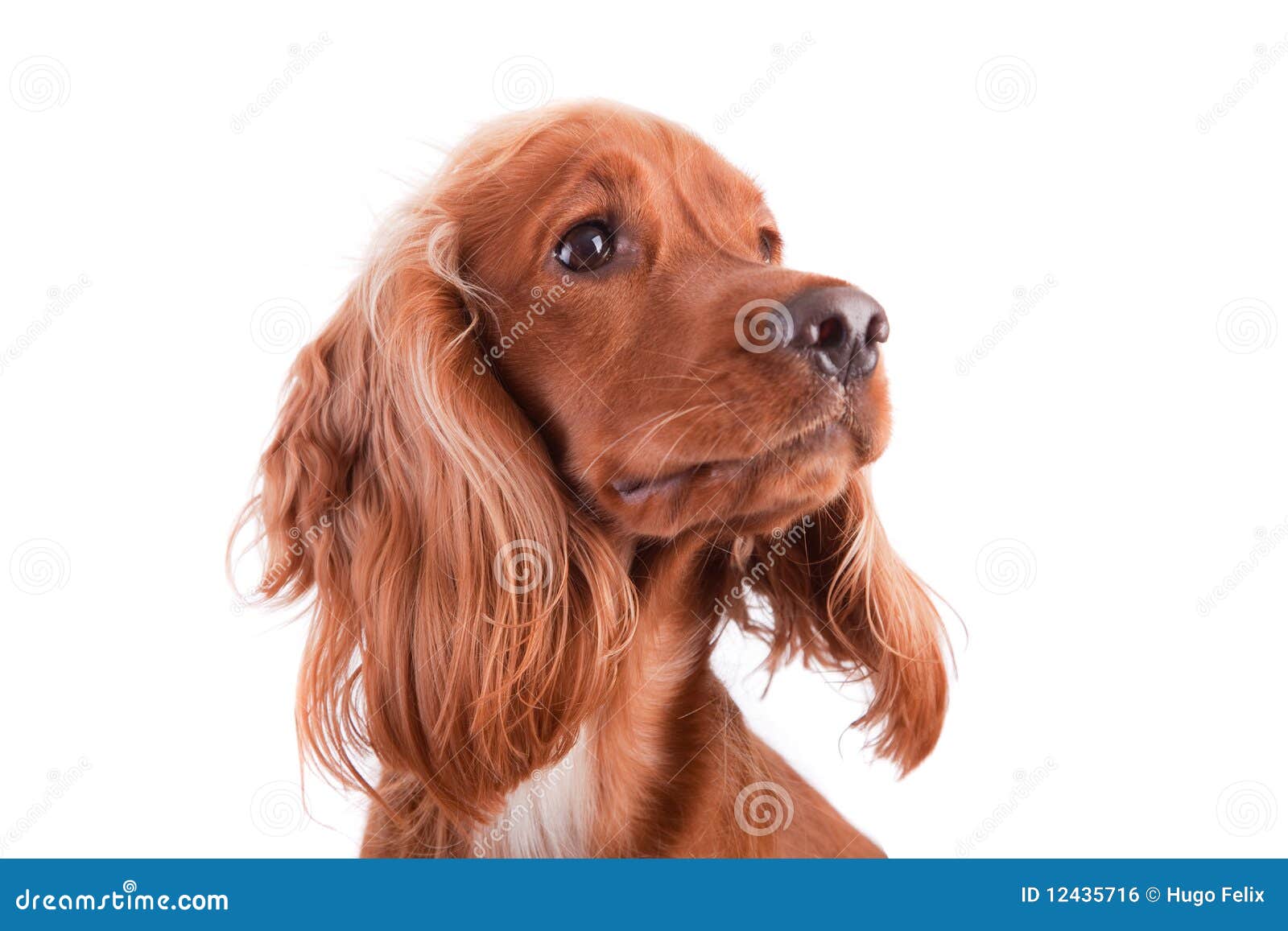 Baby Cocker Spaniel stock photo. Image of hair, close - 12435716
