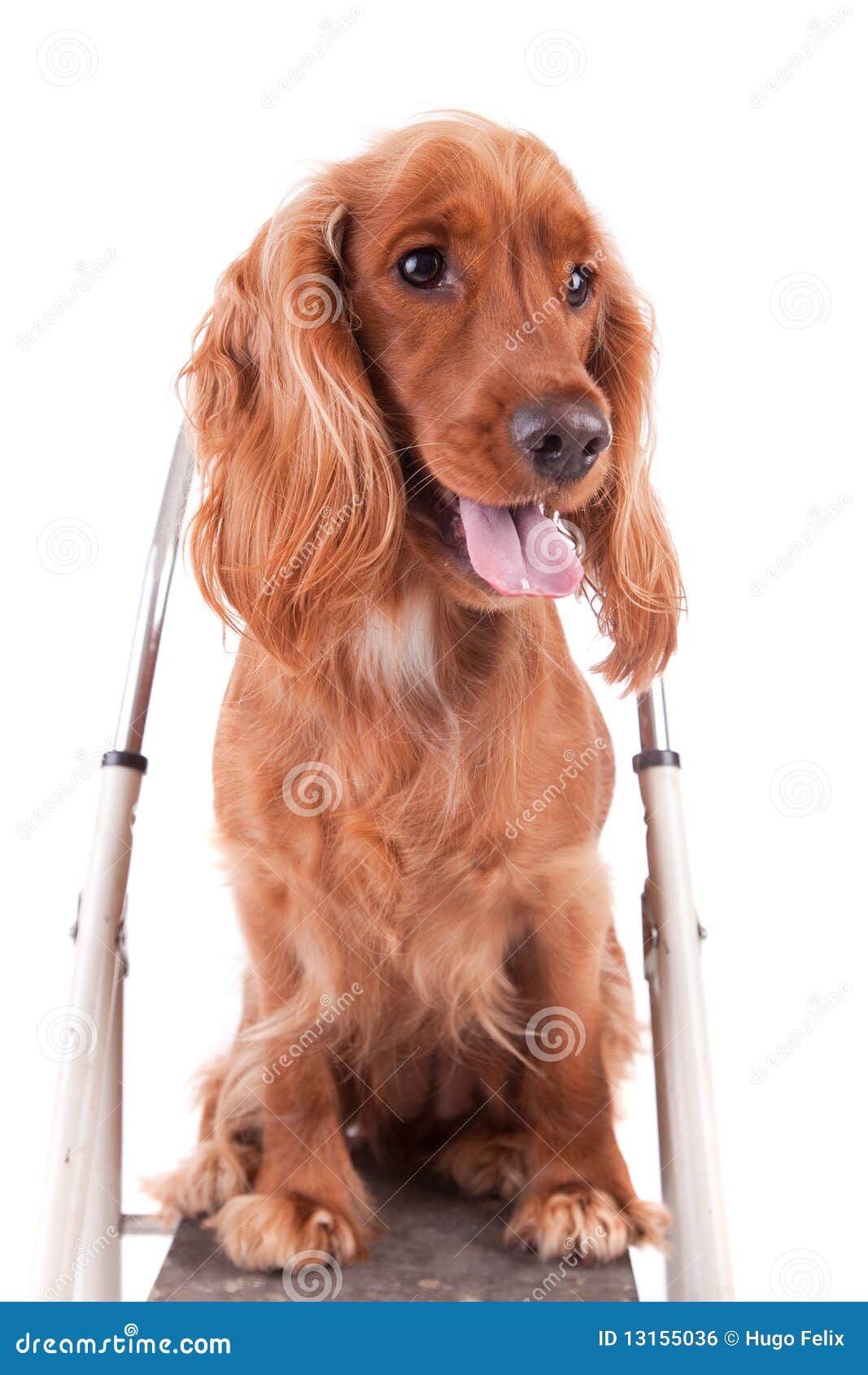 Baby Cocker Spaniel stock photo. Image of close, hair - 13155036