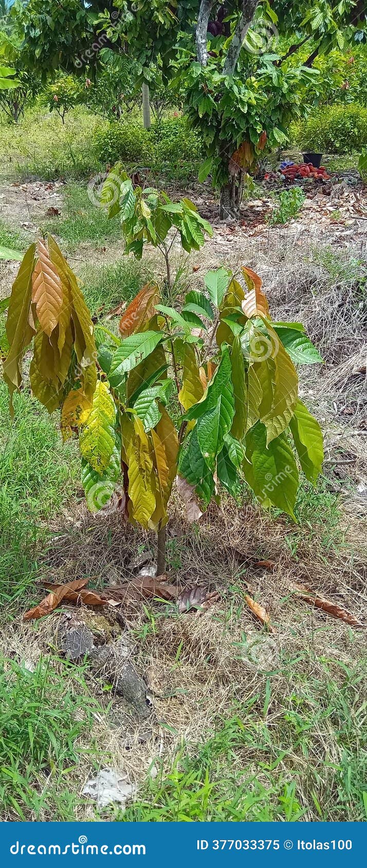 One Cocoa Pod On Tree Royalty-Free Stock Photography | CartoonDealer ...