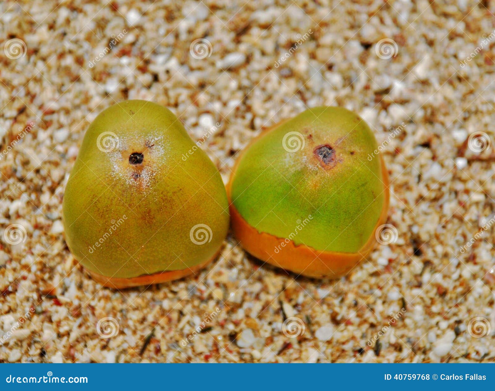 Baby With Coconut Royalty-Free Stock Photo | CartoonDealer.com #42127359