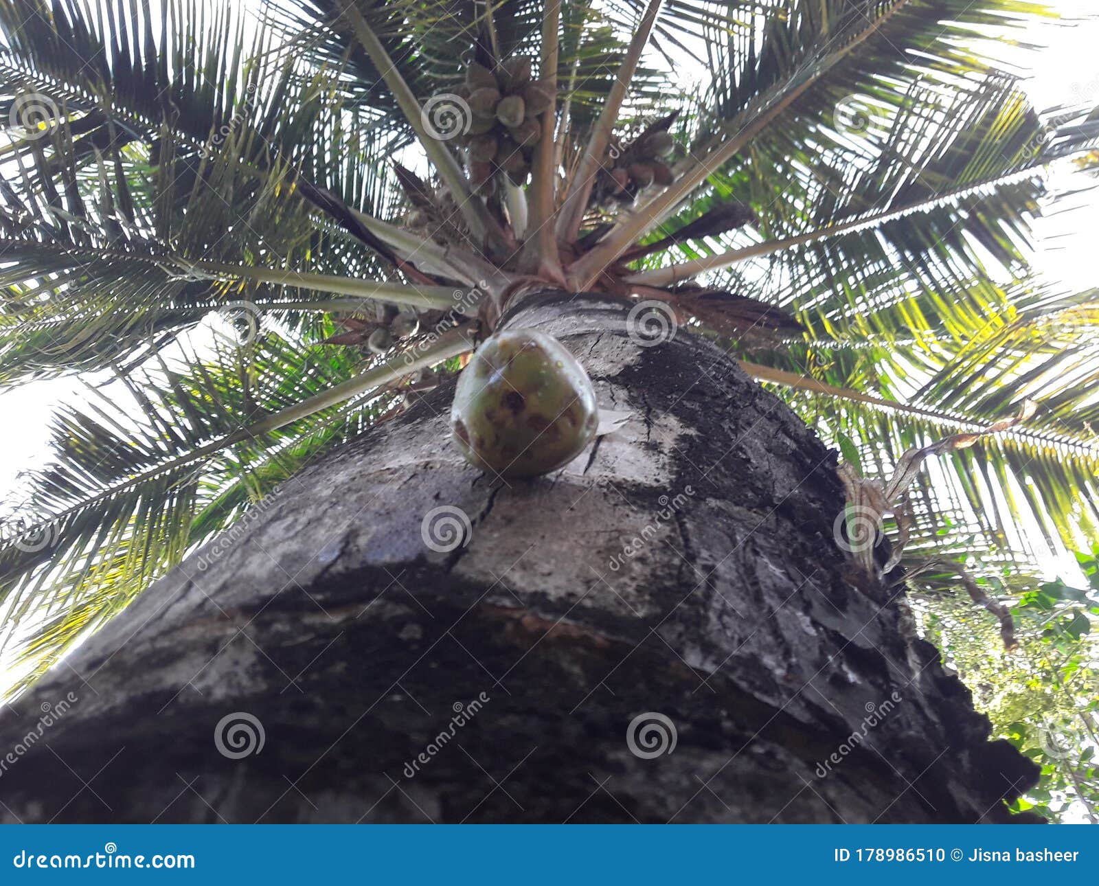 Baby coconut falling stock photo. Image of evergreen - 178986510