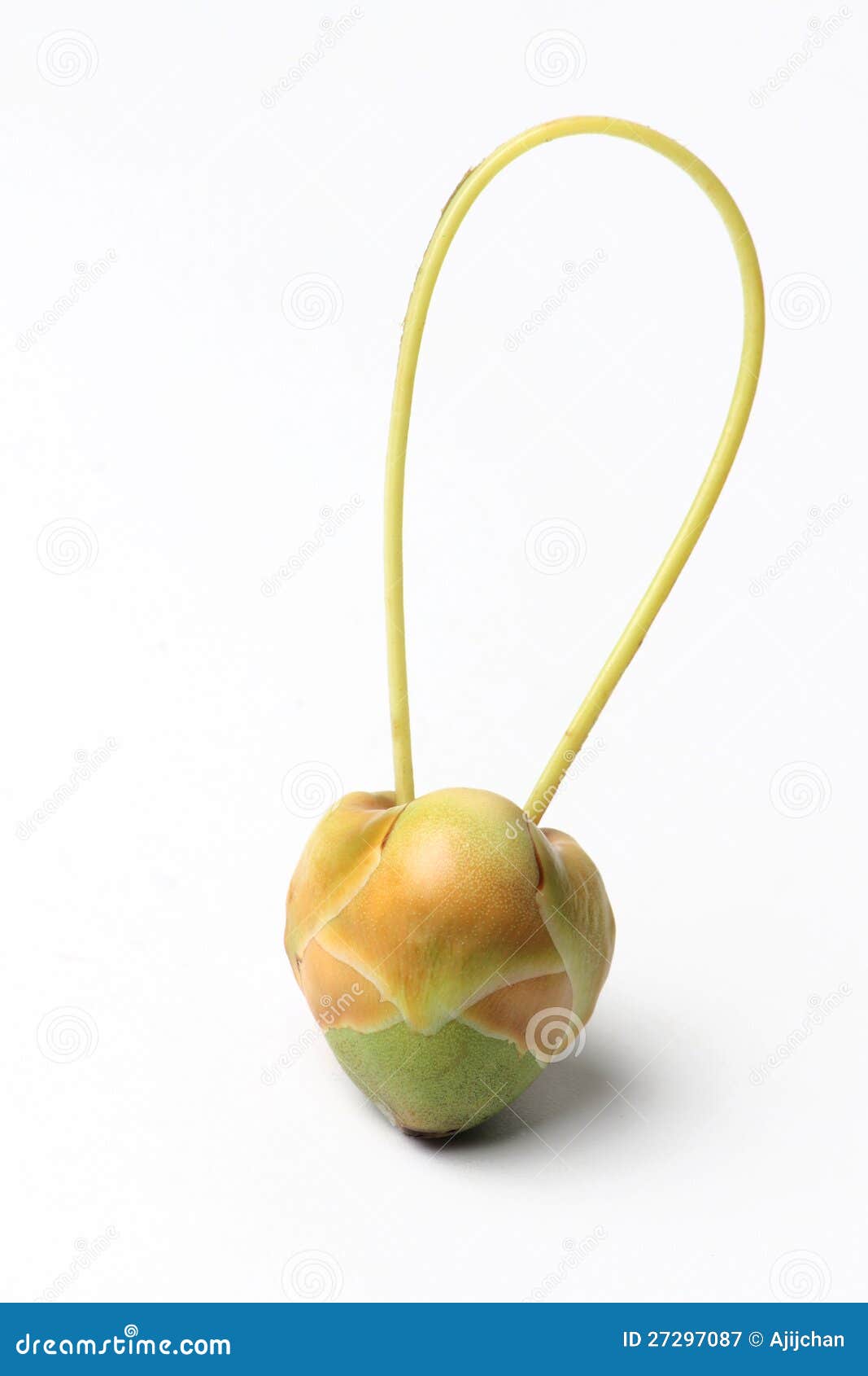 Baby coconut toy stock image. Image of rings, environment - 27297087