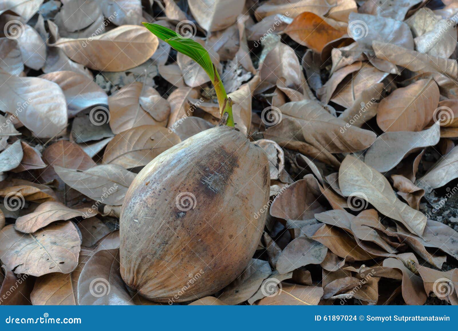 Baby With Coconut Royalty-Free Stock Photo | CartoonDealer.com #42127359