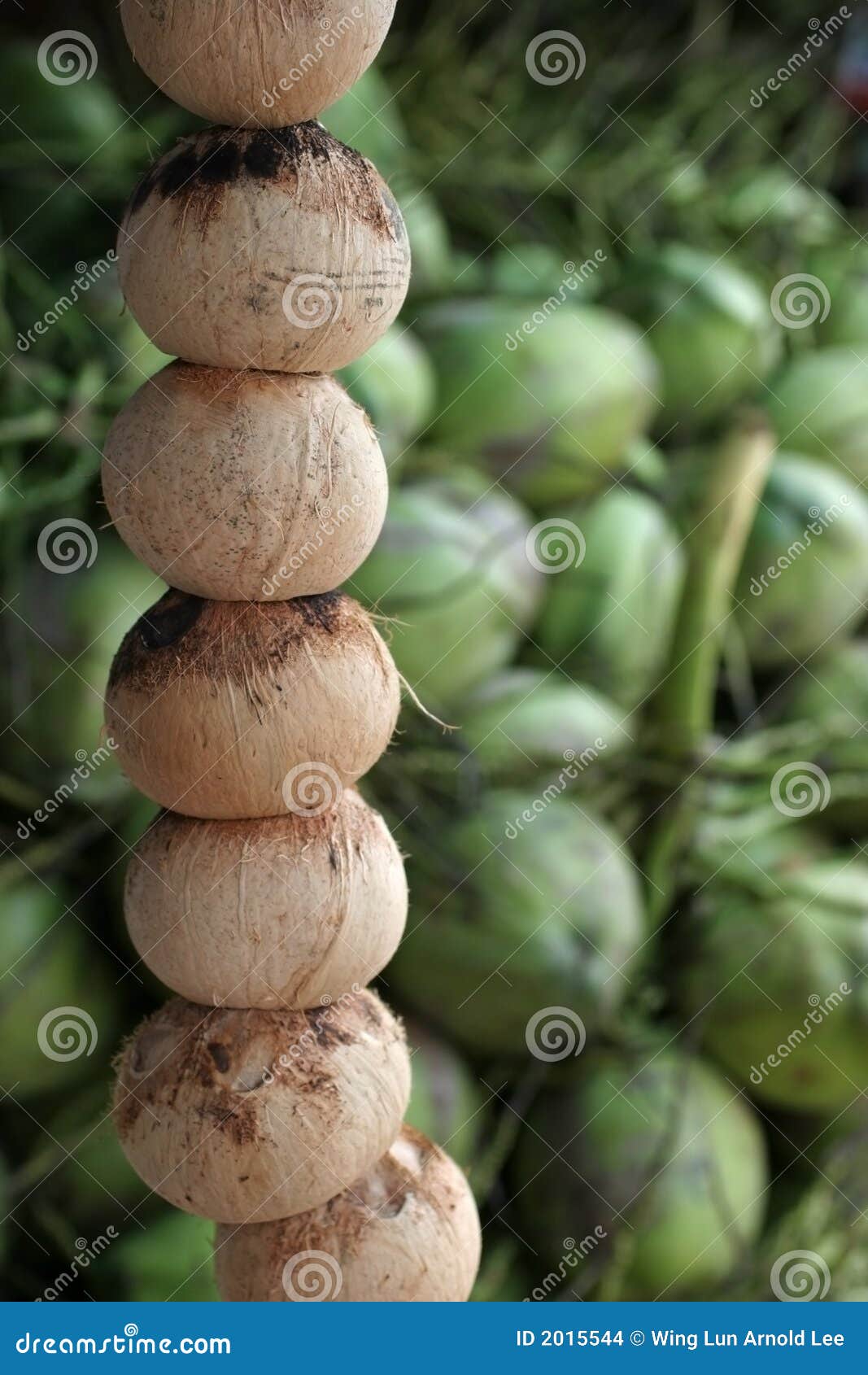 Baby Coconuts Picture. Image: 2015544