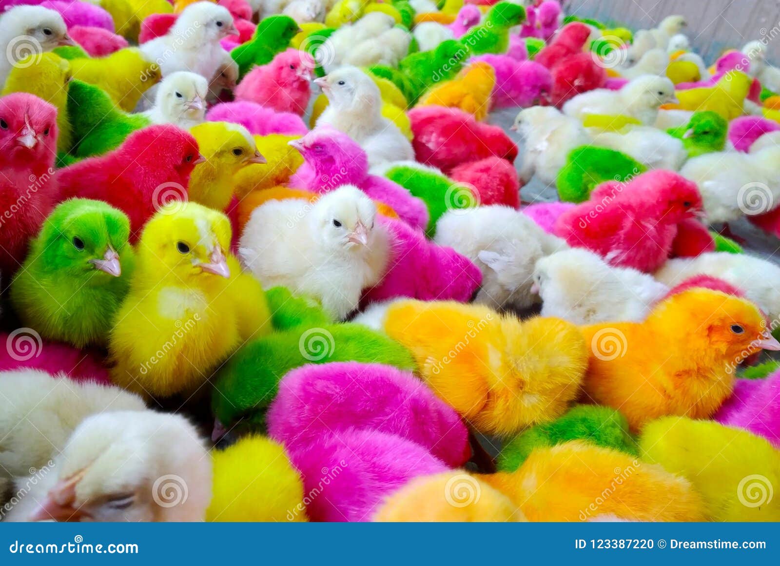 Baby colourful chicken stock photo. Image of colourful - 123387220