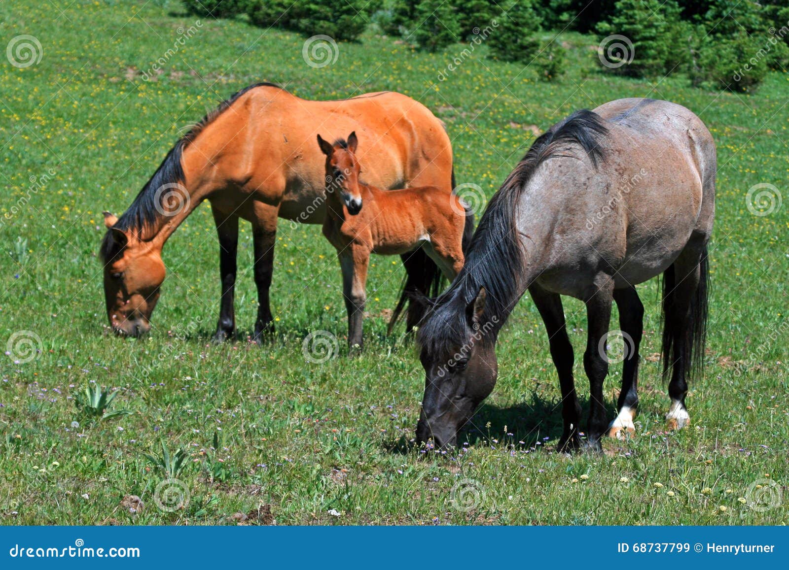 Baby-Colt-Mustang Mit Mutter/Stute Wildem Pferd Stockbild - Bild von ...