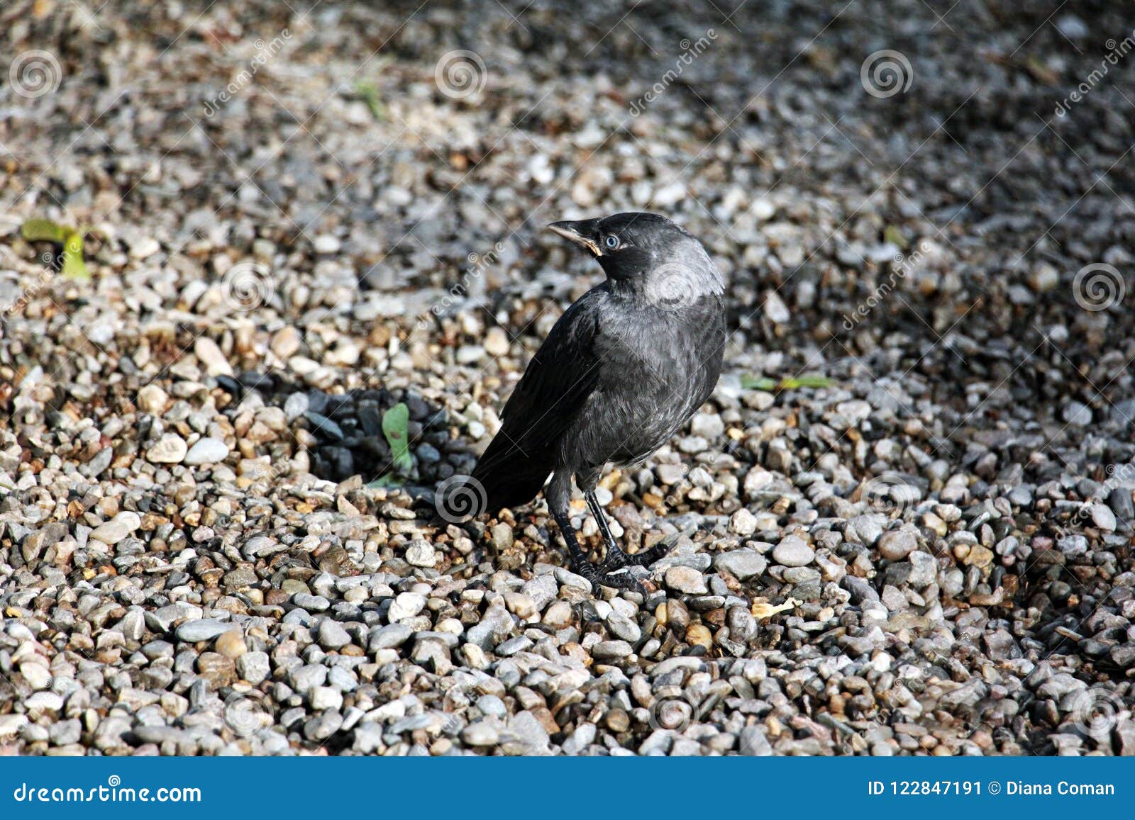 Baby common crow stock image. Image of blackbird, ground - 122847191