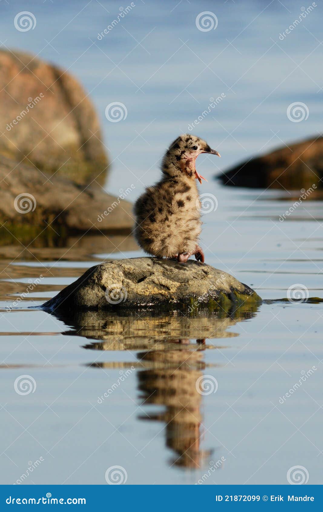 Baby Common Gull stock image. Image of spring, baby, juvenile - 21872099