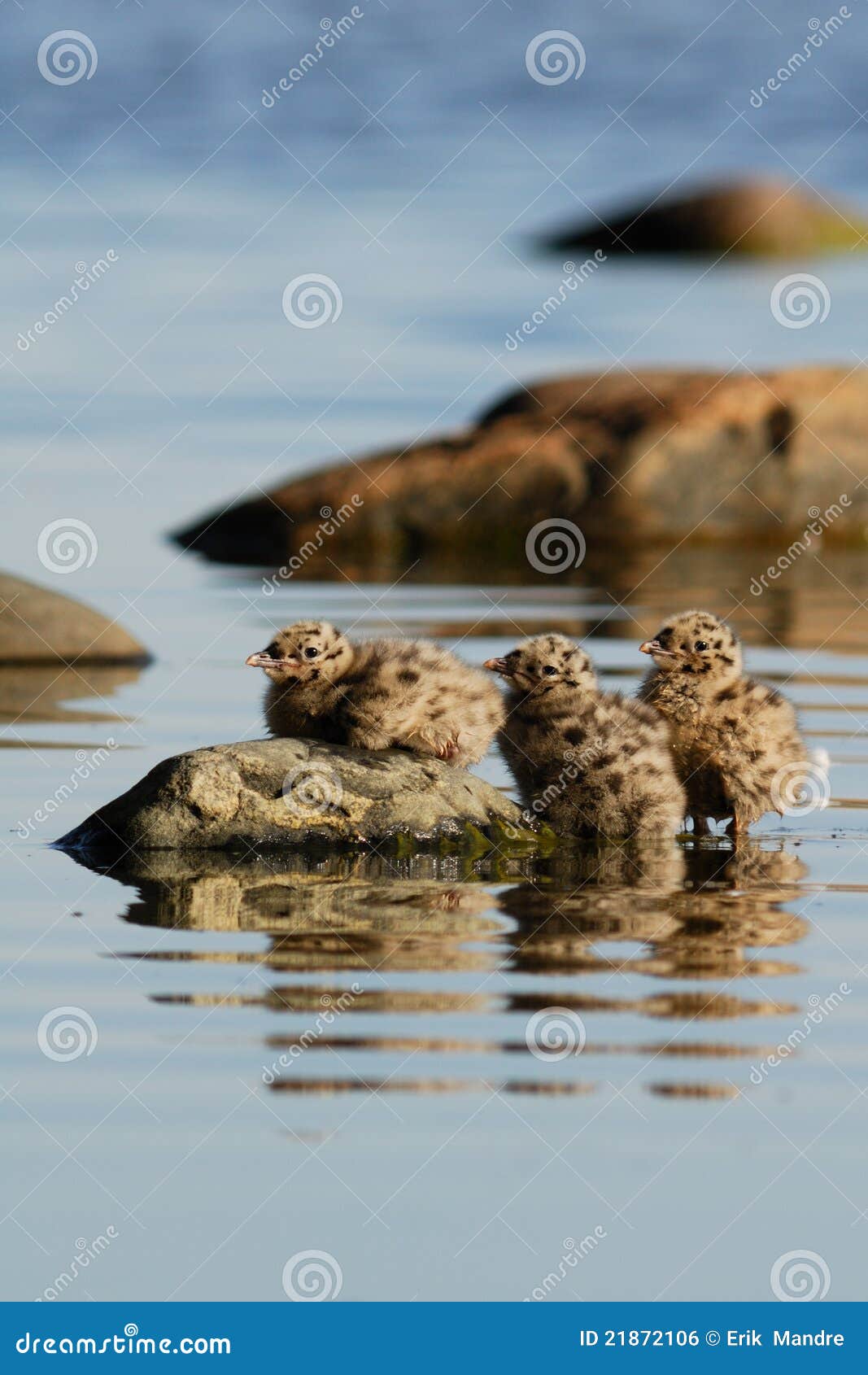 Baby Common Gulls stock photo. Image of green, wildlife - 21872106