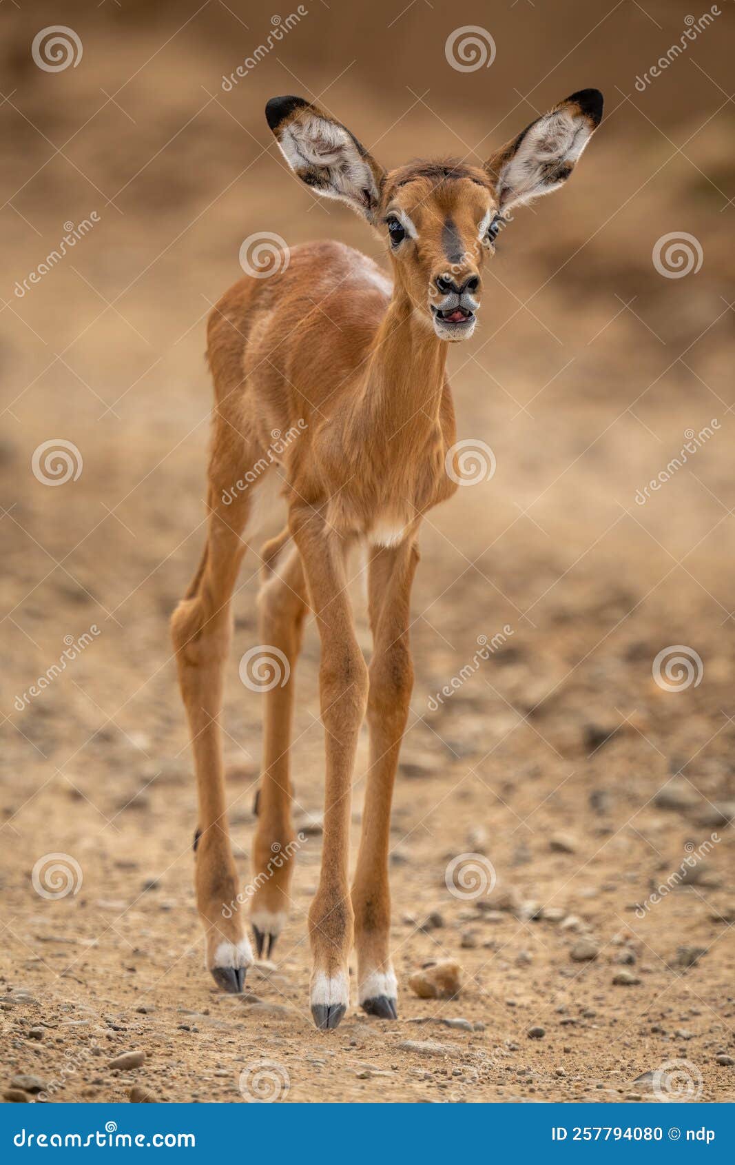 Baby Common Impala Stands Calling for Mother Stock Photo - Image of ...