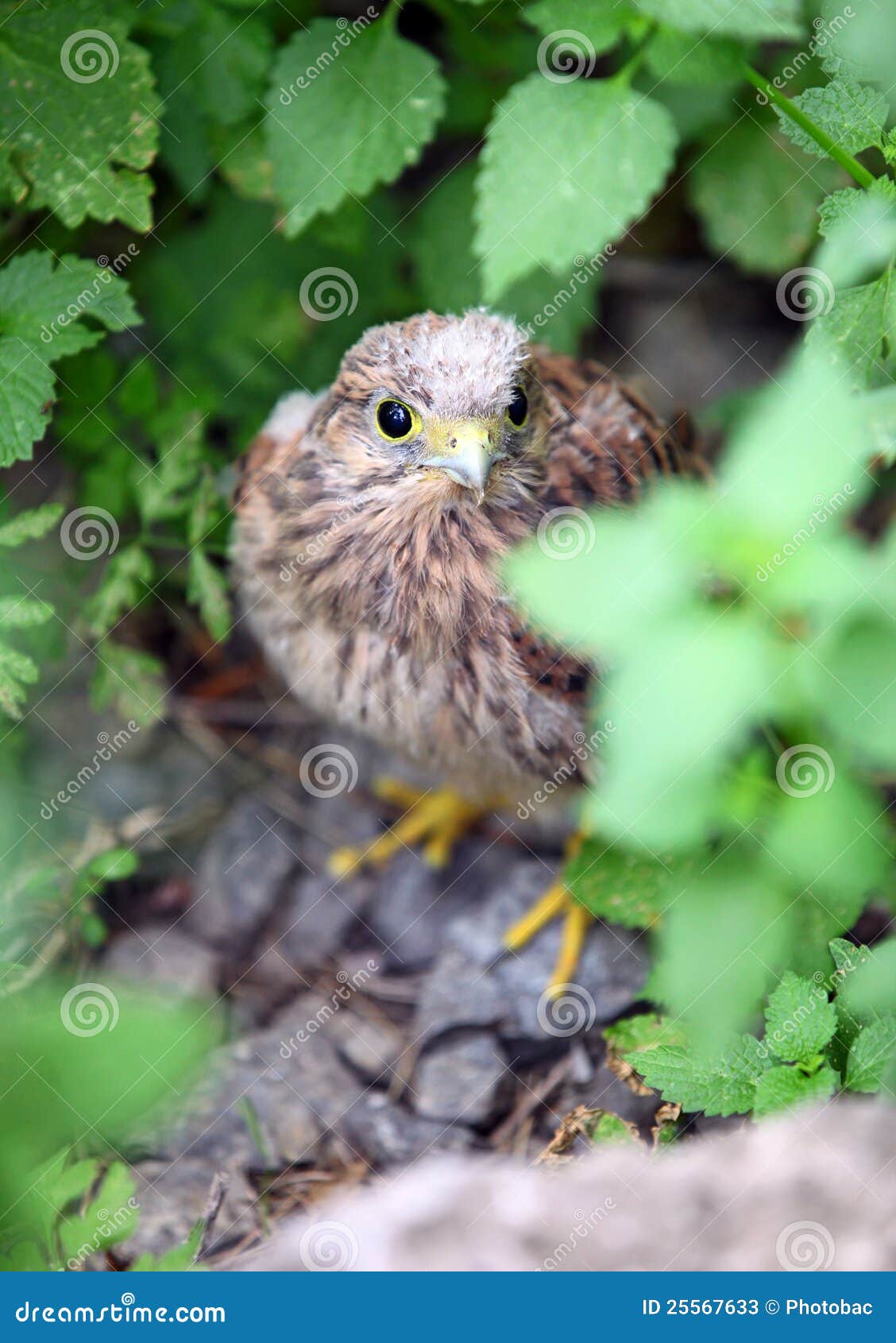 Baby Common Kestrel Hiding on the Ground Stock Image - Image of closeup ...