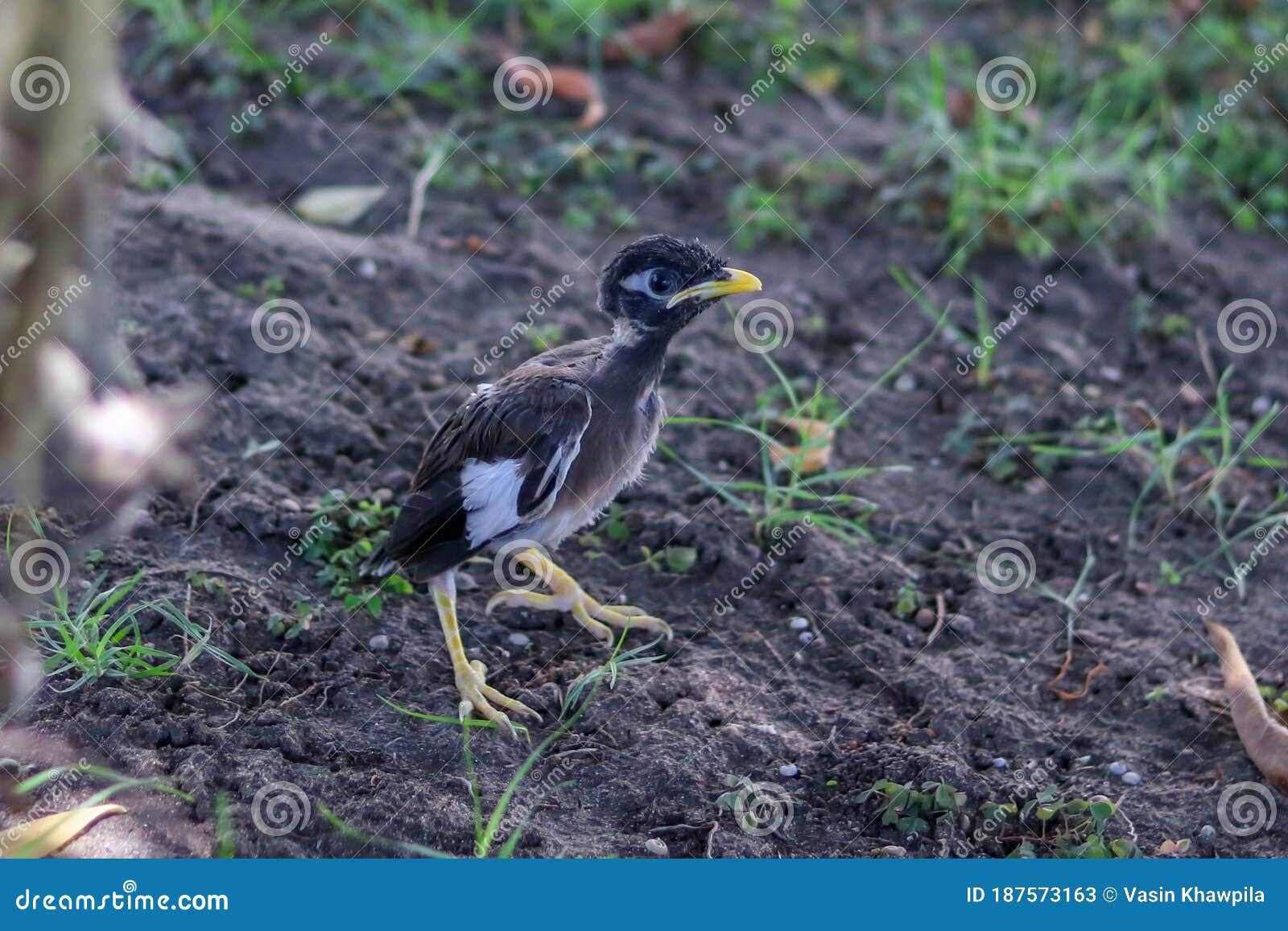 A Baby Common Myna Standing Ground Stock Image - Image of wing, plant ...