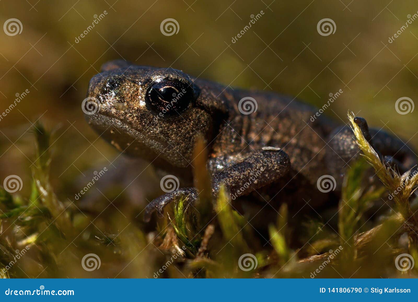 Baby common toad Bufo bufo stock photo. Image of looking - 141806790