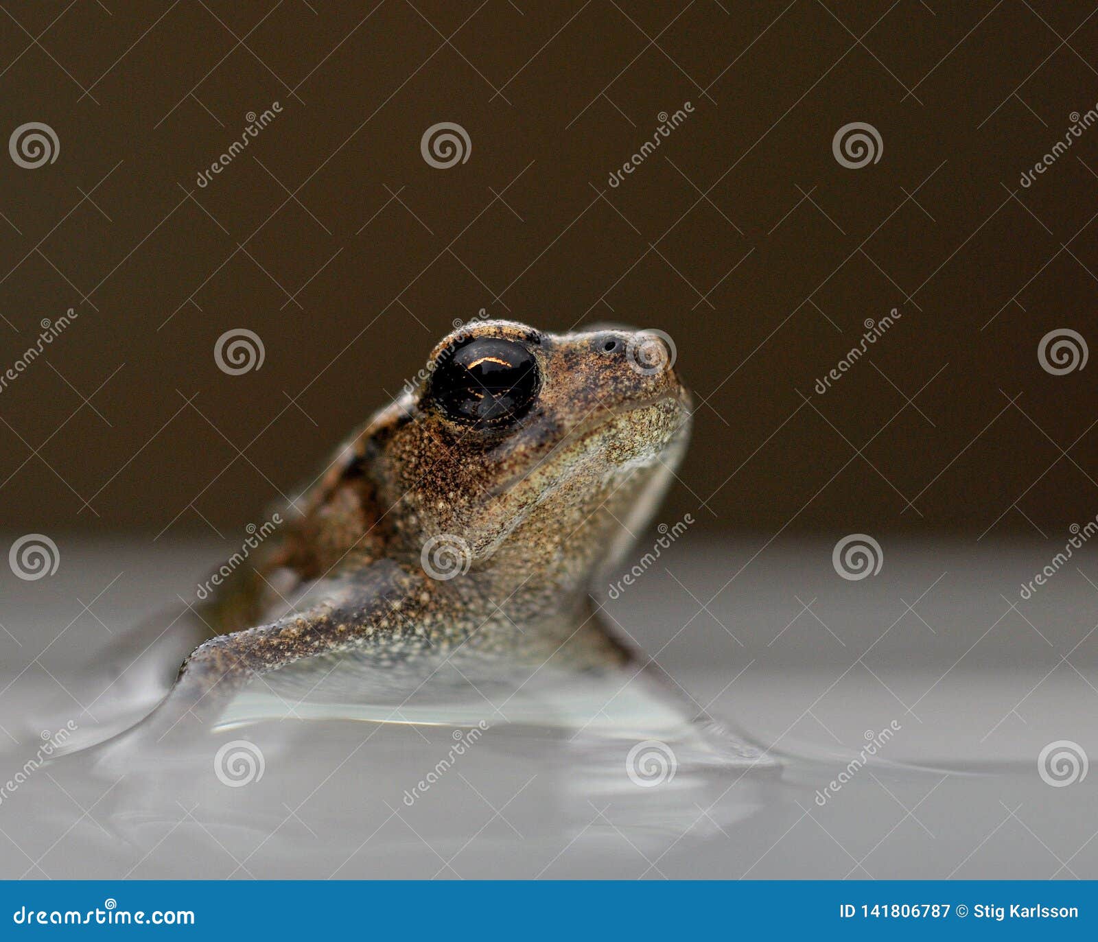 Baby common toad Bufo bufo stock image. Image of looking - 141806787