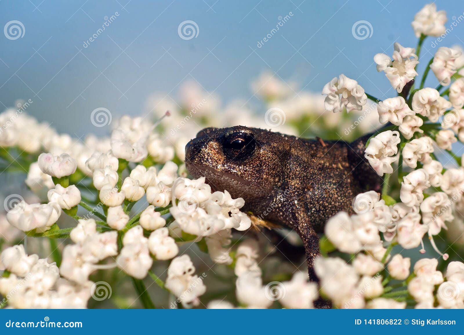 Baby common toad Bufo bufo stock photo. Image of nature - 141806822