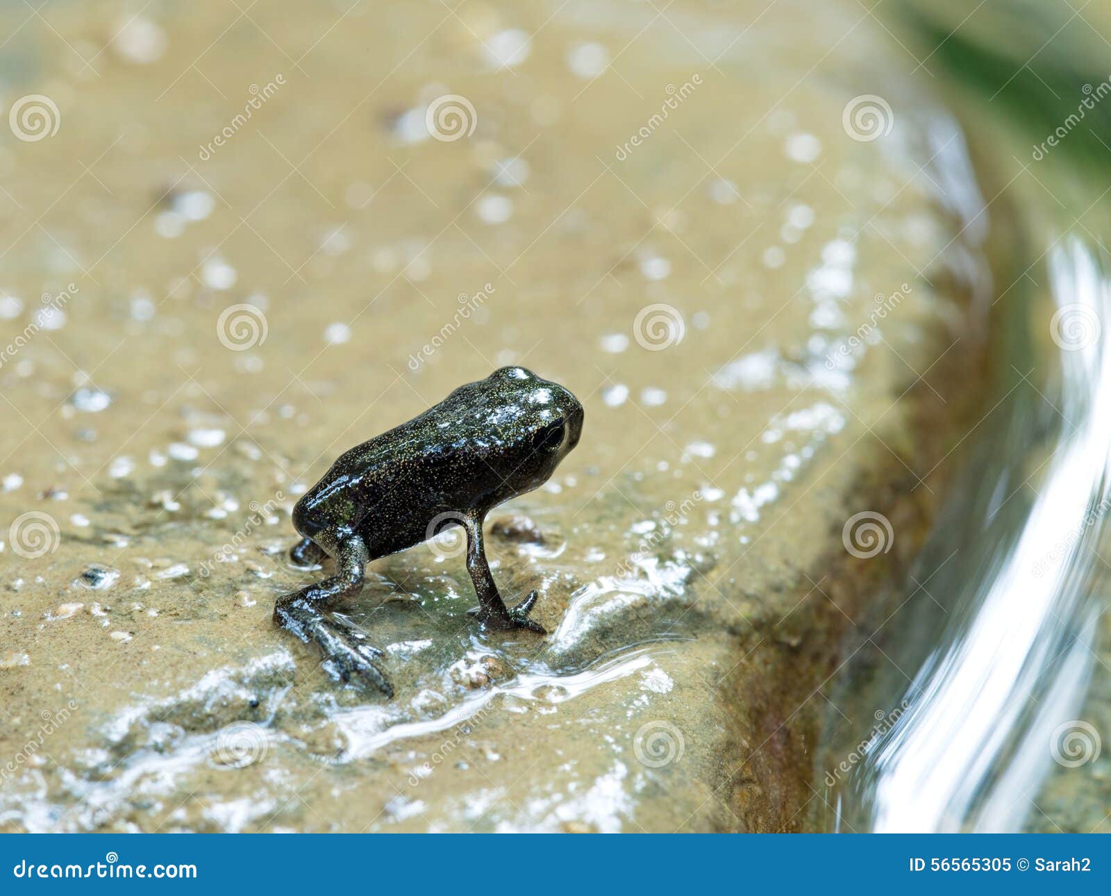 Baby Common Toad Just Leaving the Water. Stock Image - Image of small ...