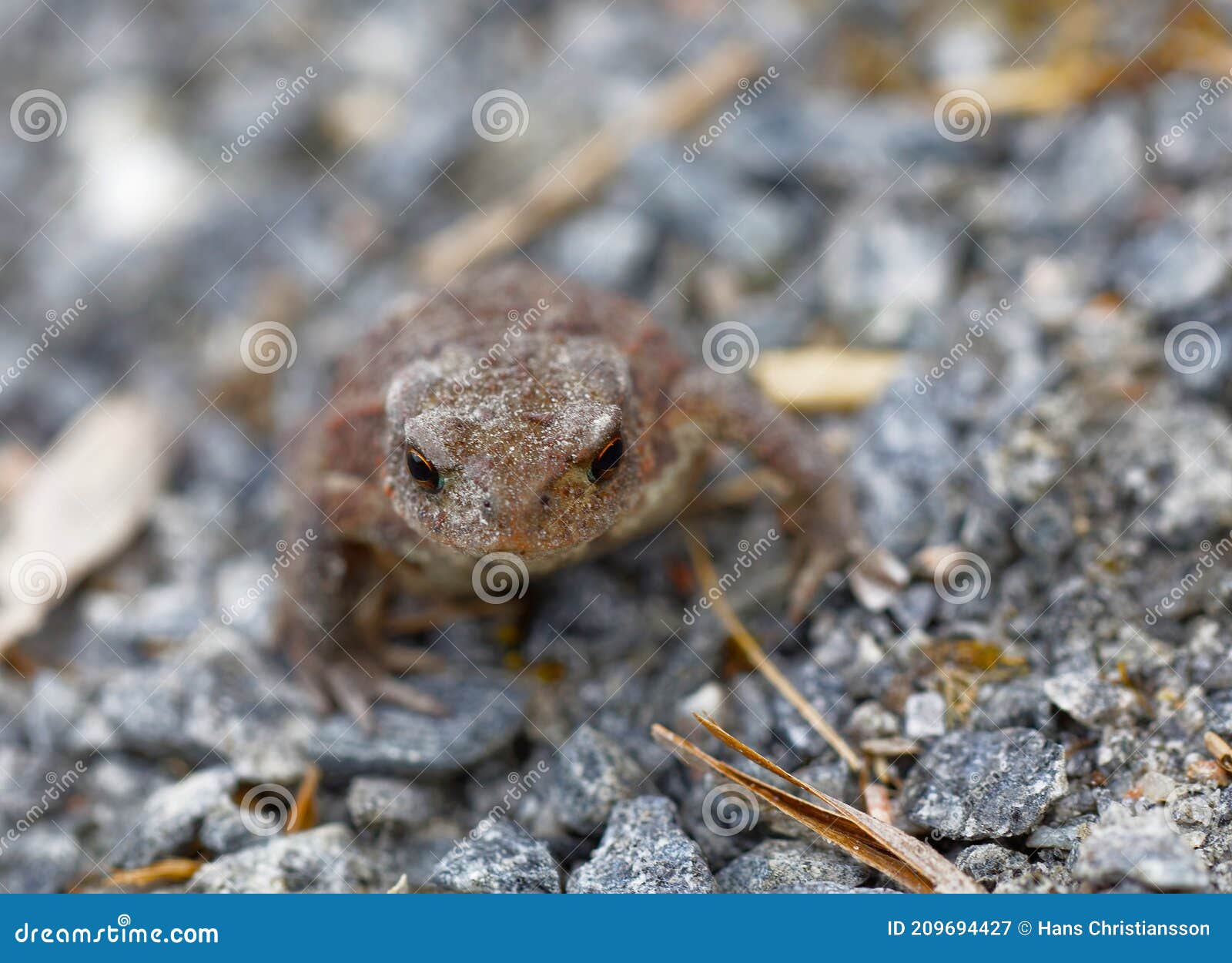 Baby Common Toad Walking on the Grave Stock Image - Image of animal ...