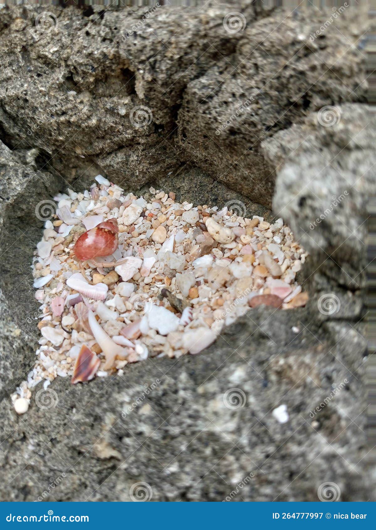 Baby Conch on the Colorful Rocks on the Beach Stock Image - Image of ...