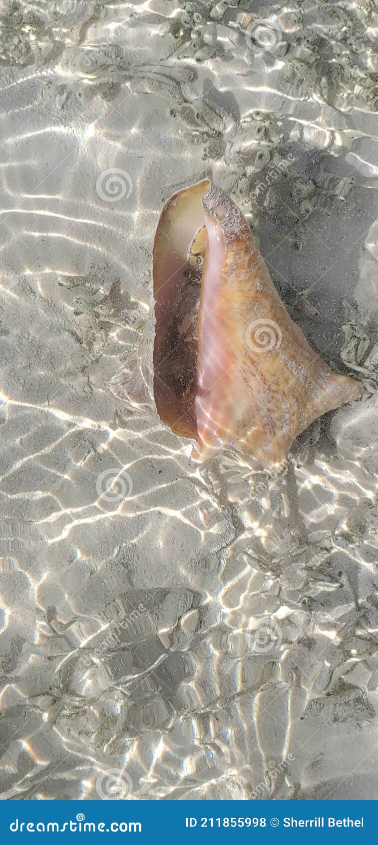 Baby conch shell stock photo. Image of wildlife, cuisine - 211855998