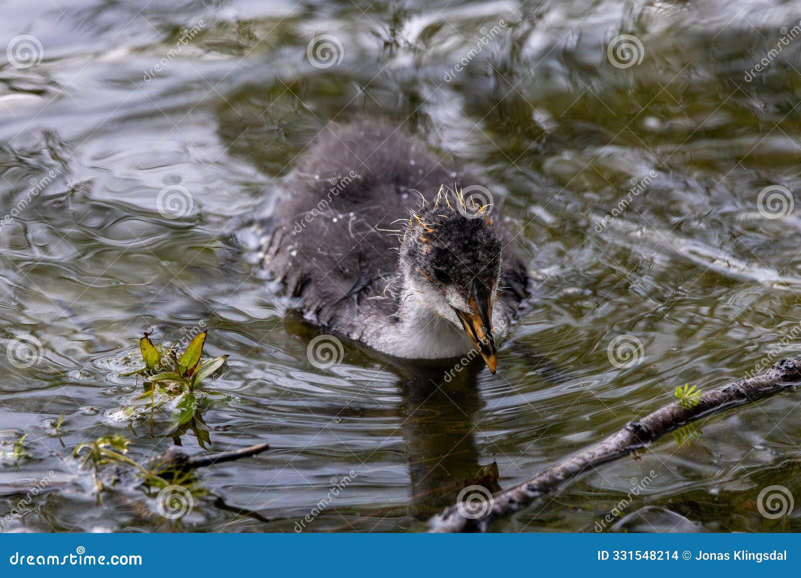 A Baby Coot Swimming in Still Water Stock Photo - Image of grass ...