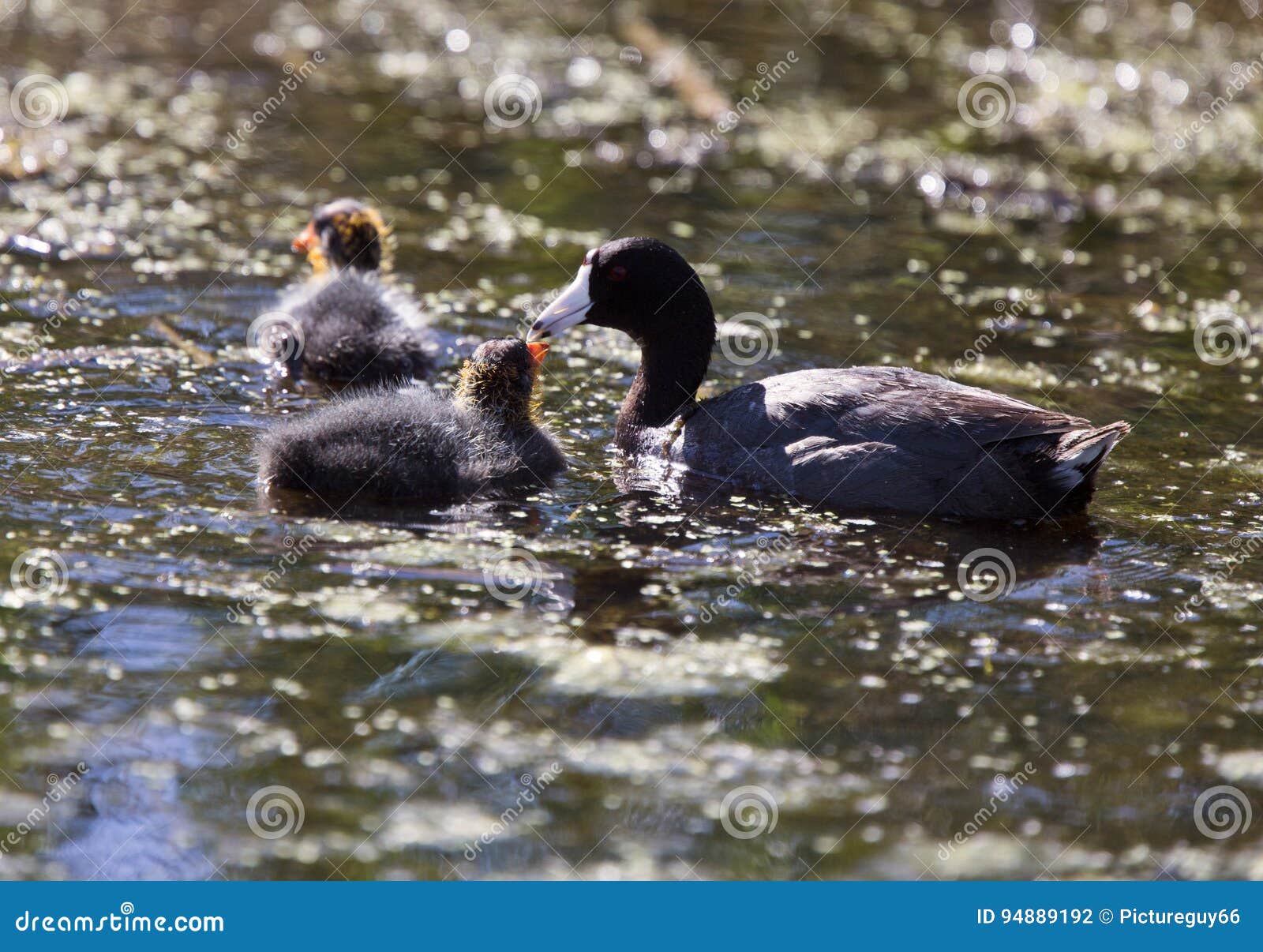 Baby Coot Waterhen stock photo. Image of habitat, coot - 94889192