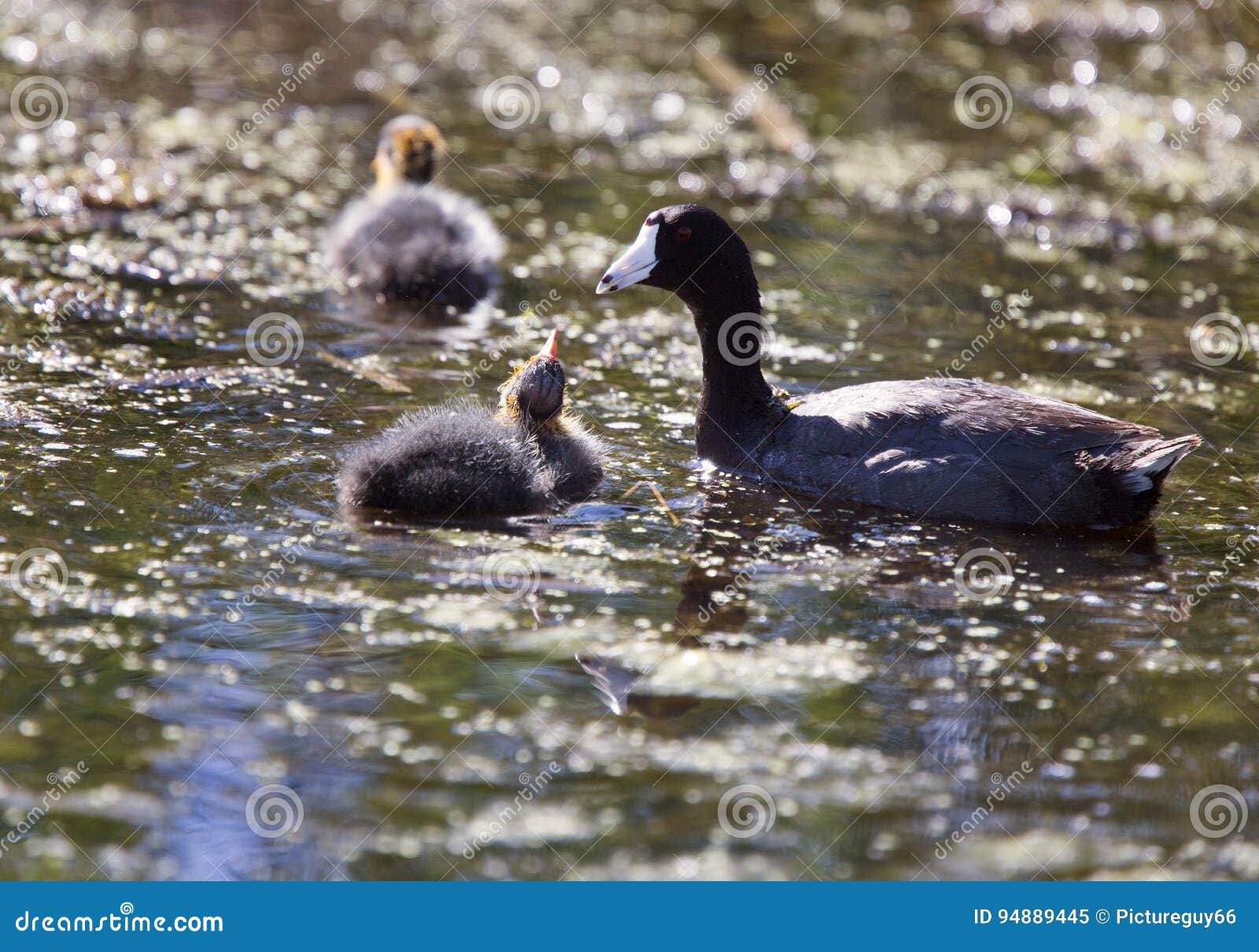 Baby Coot Waterhen stock image. Image of duck, young - 94889445