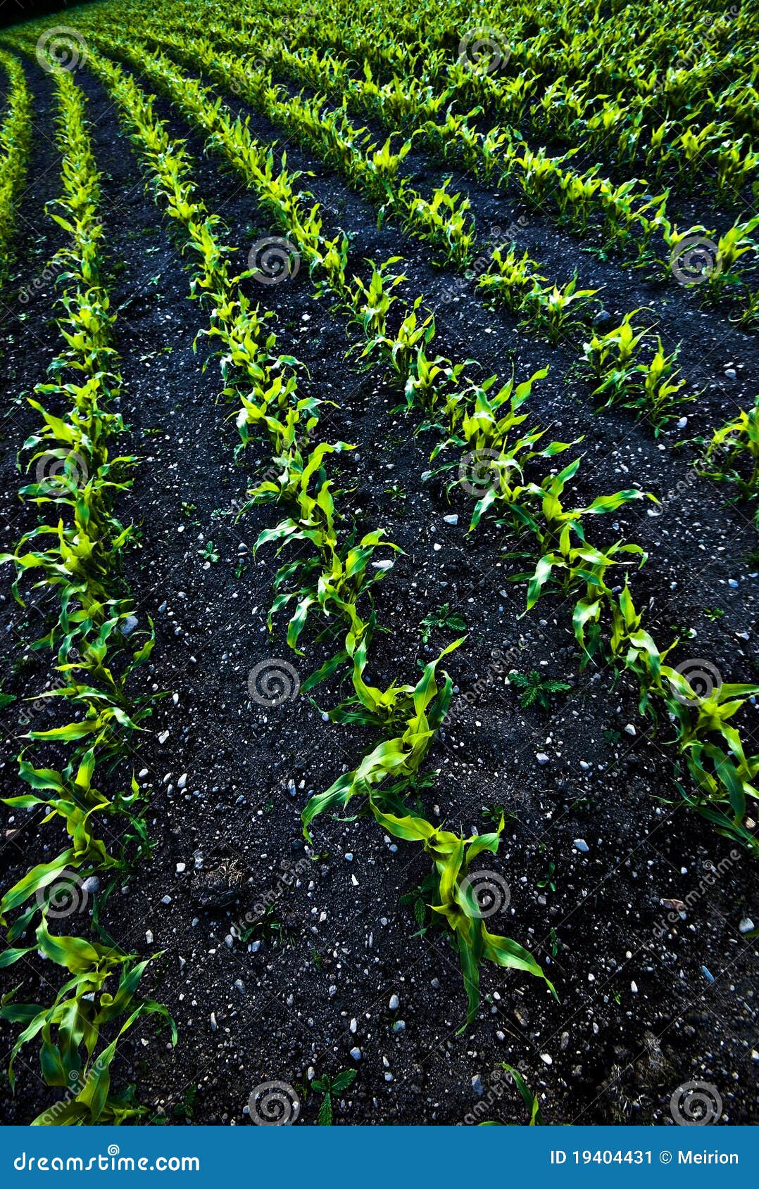 Baby corn abstract stock image. Image of juvenile, young - 19404431