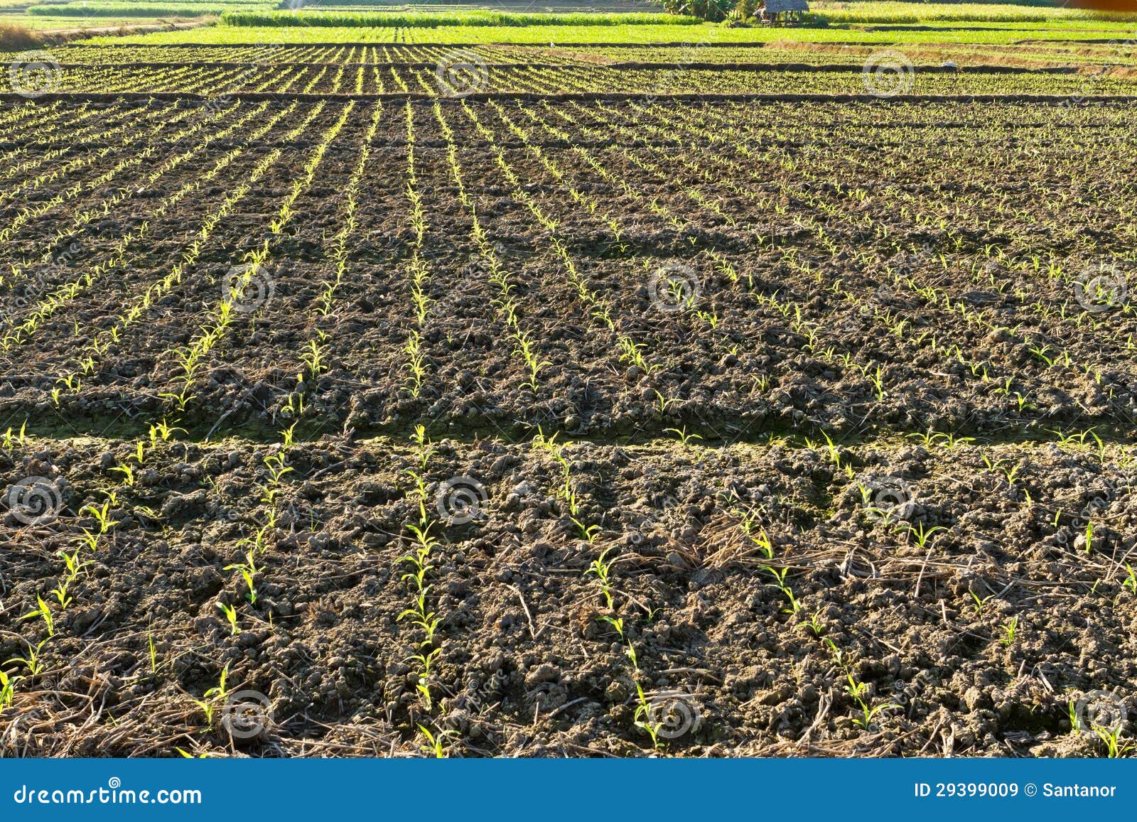 Baby corn farm stock image. Image of field, farmland - 29399009