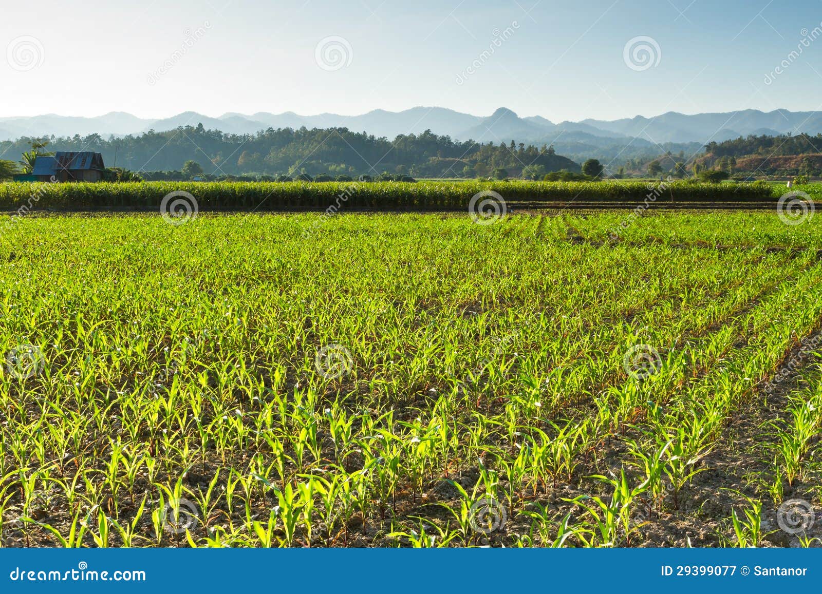 Baby corn farm stock image. Image of leaf, growth, organic - 29399077