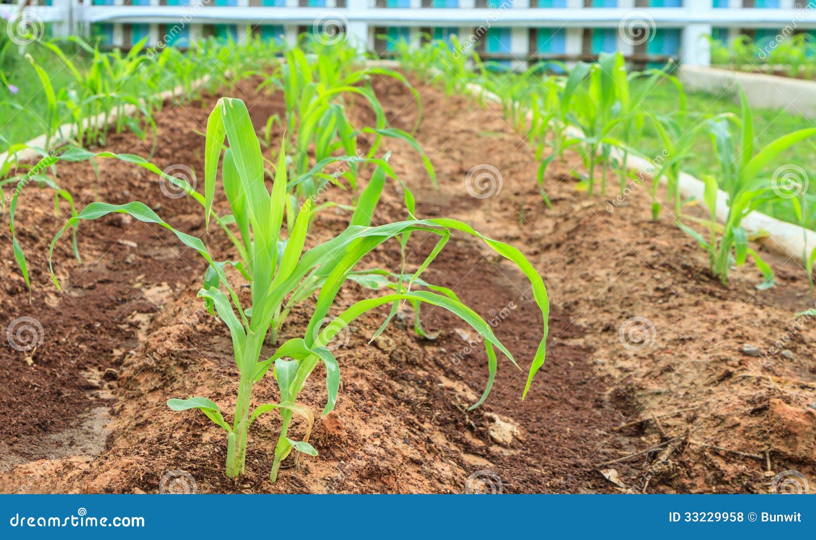 Baby Corn stock photo. Image of young, growth, nature - 33229958