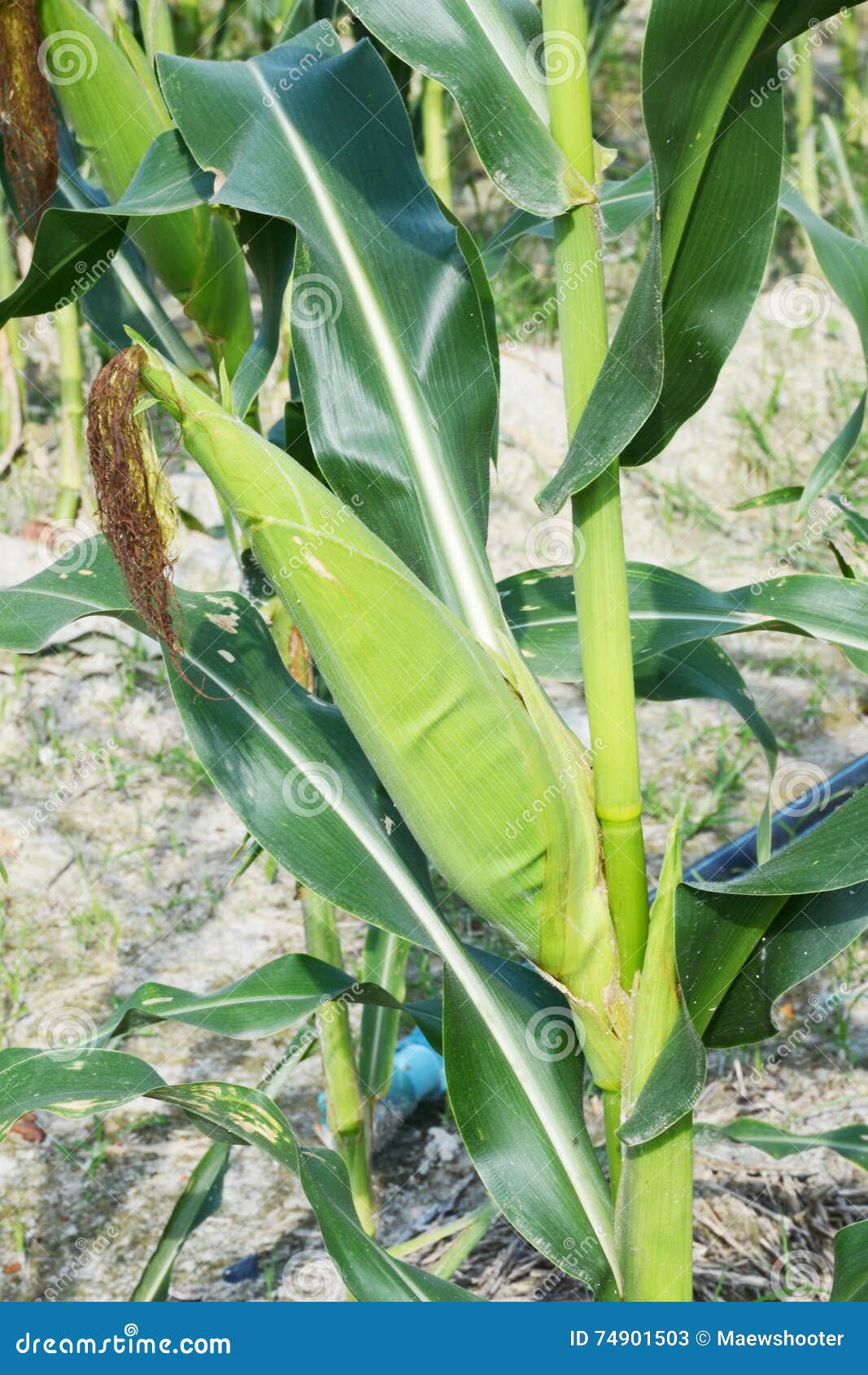 Baby corn in field stock image. Image of agriculture - 74901503