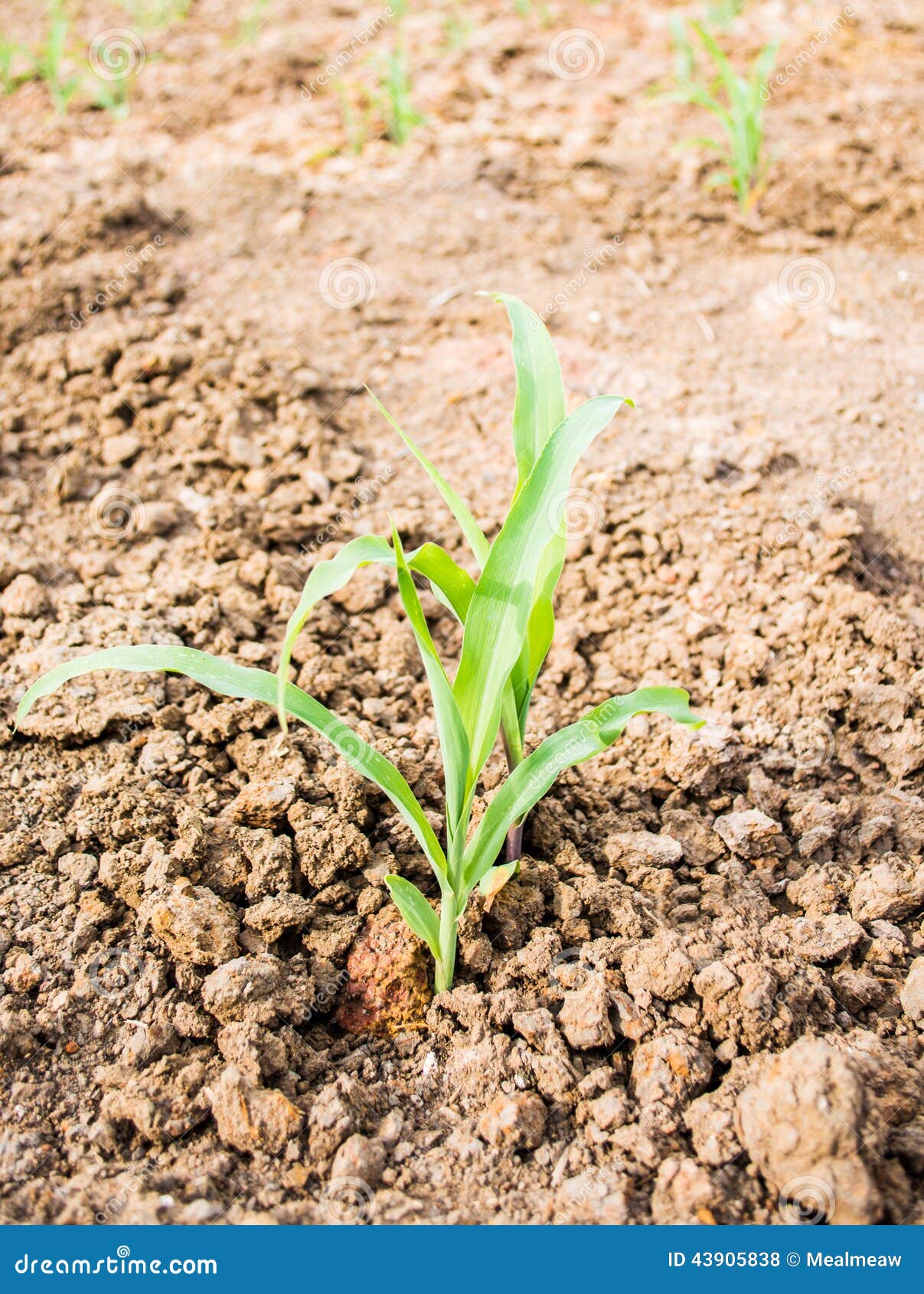 Baby Corn are Growing in Field Stock Photo - Image of baby, crop: 43905838