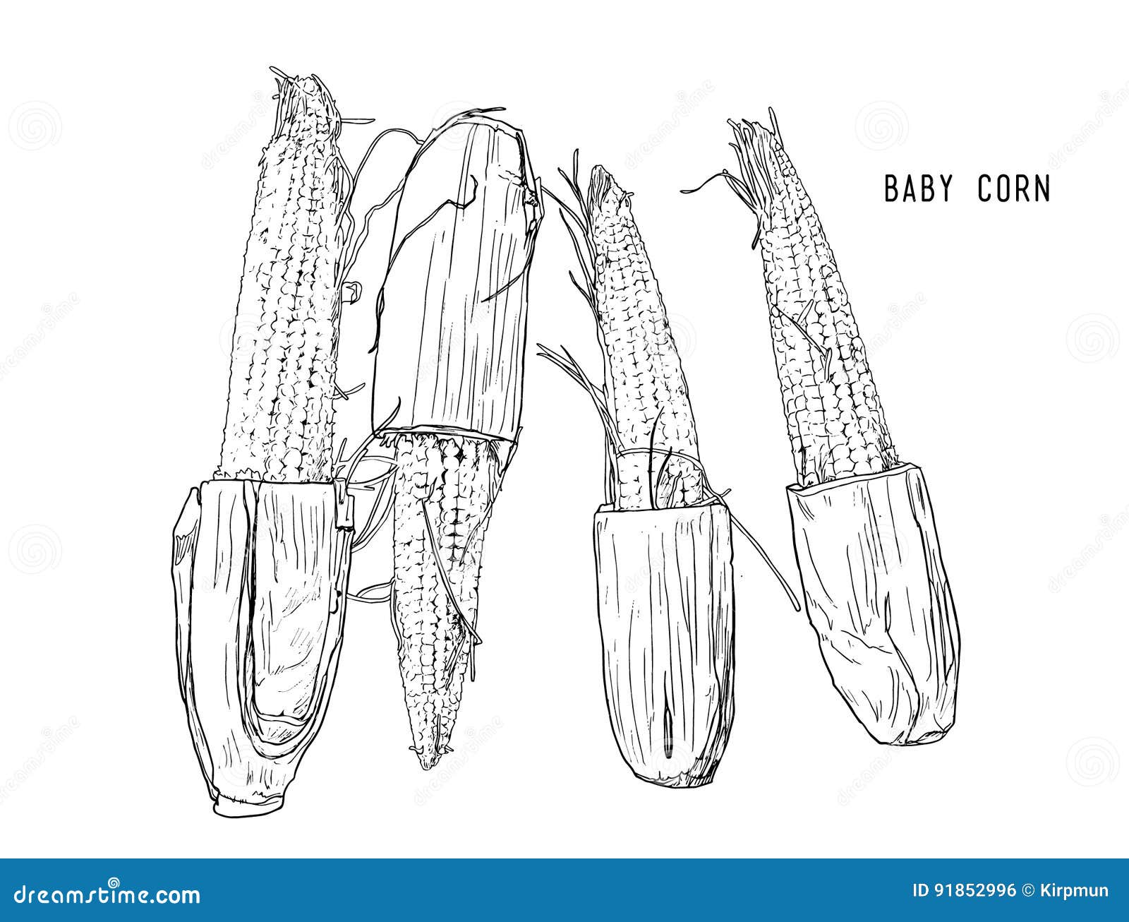 Baby Corn Hand Drawn Vector. Stock Vector - Illustration of collection ...