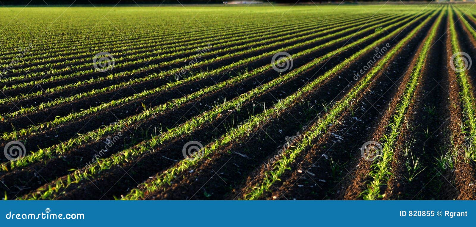Baby Corn Panorama stock image. Image of cloud, stalk, corn - 820855