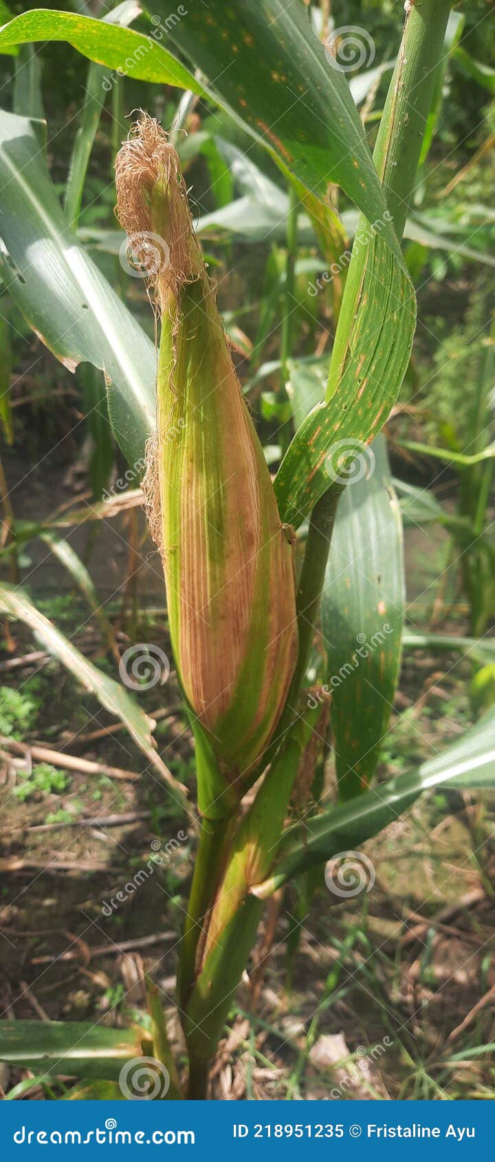Baby corn stock image. Image of jungle, animal, lawn - 218951235