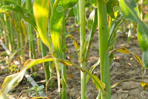 Baby Corn plant. stock photo. Image of agriculture, crop - 52476756