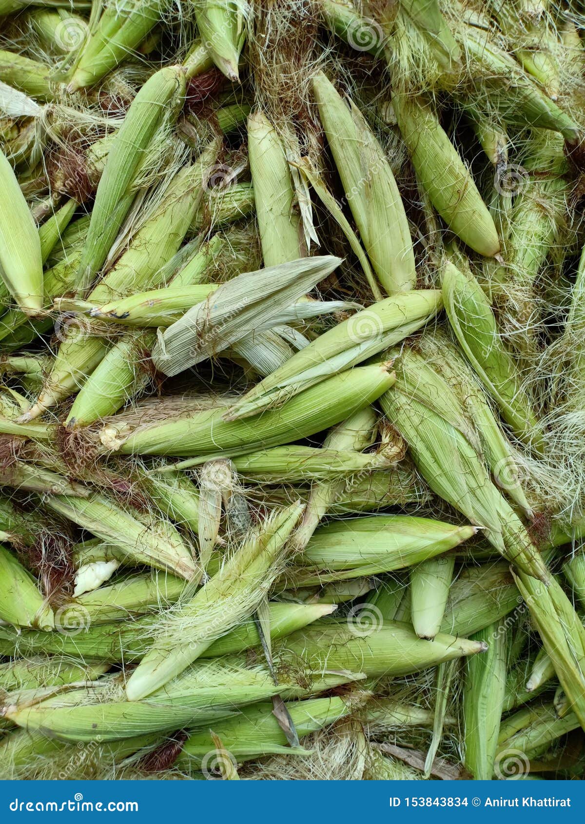Baby corn shell stock photo. Image of harvest, natural - 153843834