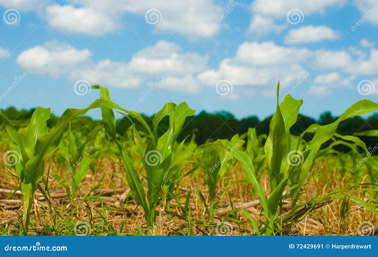 Baby Corn Shoots stock image. Image of organic, front - 72429691