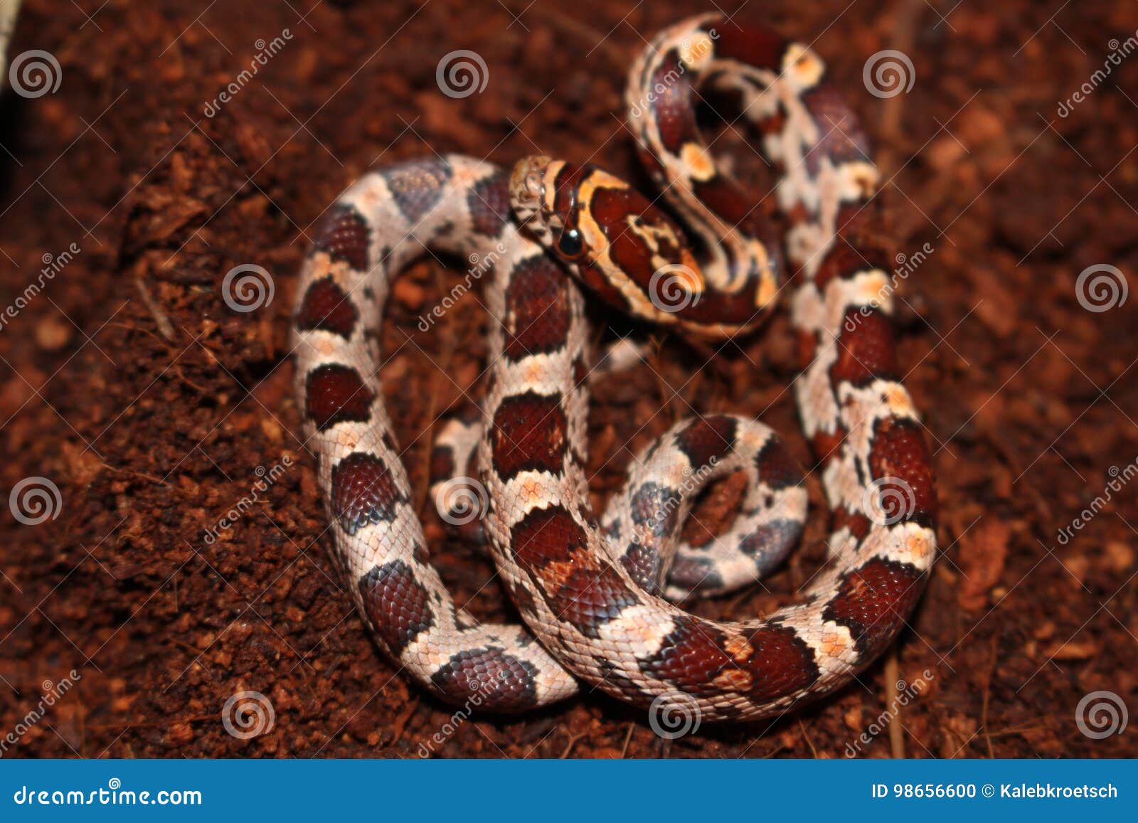 Baby Corn Snake stock photo. Image of snake, corn, bold - 98656600
