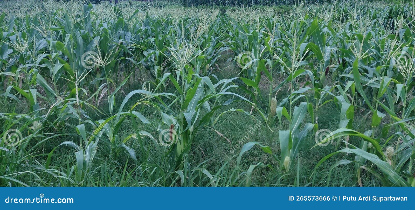 Baby Corn Tree at Morning stock photo. Image of soil - 265573666