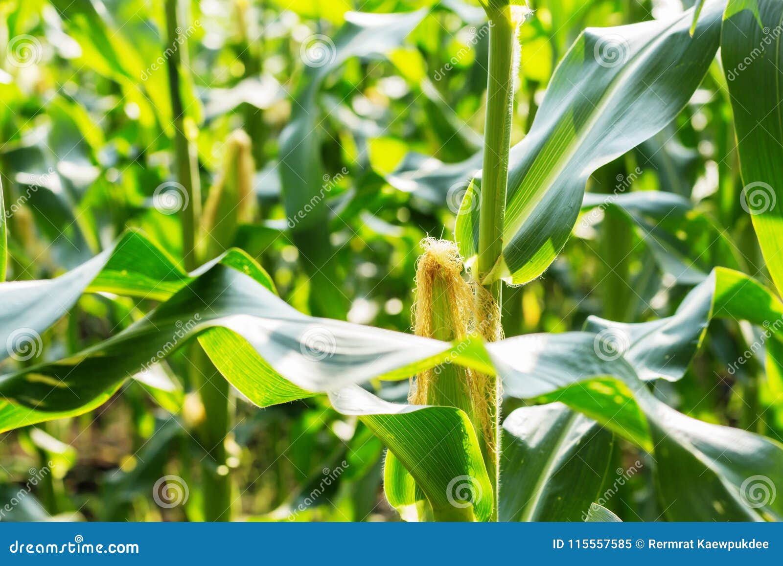 Baby corn on tree. stock image. Image of leaves, plantations - 115557585