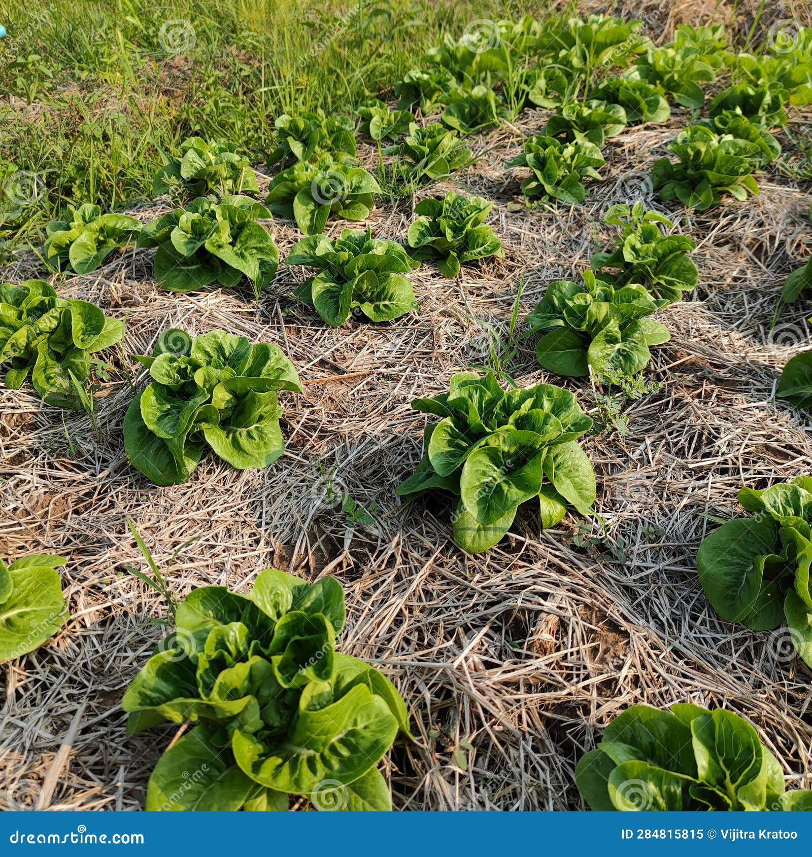 Baby Cos Salad on Vegetable Patch Stock Image - Image of field ...