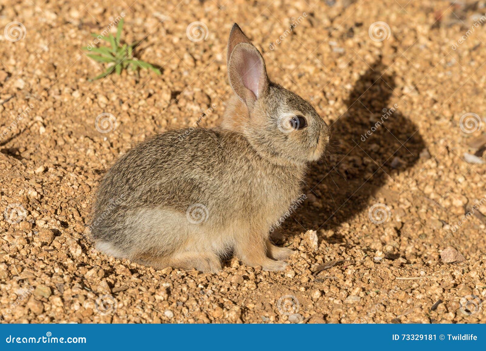 Baby Cottontail stock image. Image of rabbit, bunny, nature - 73329181
